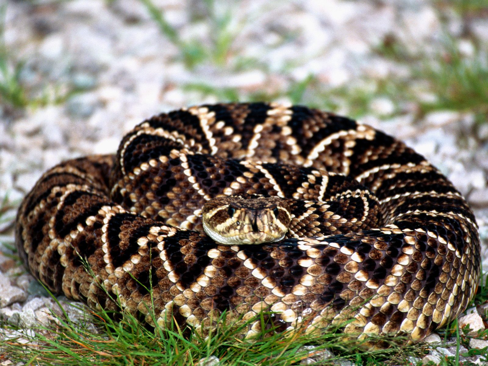 Download Animal Snake Wallpaper