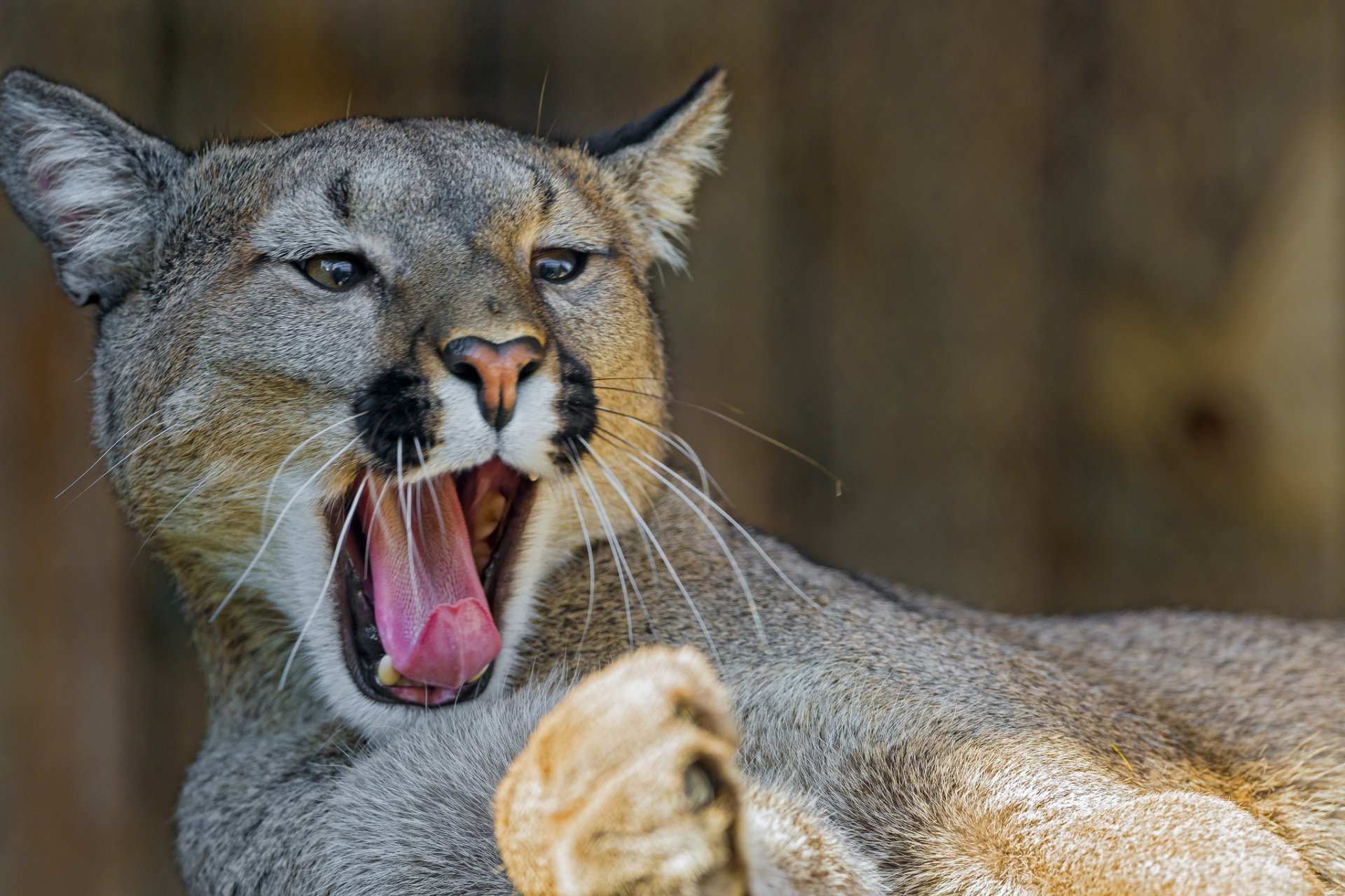 Download Animal Cougar HD Wallpaper