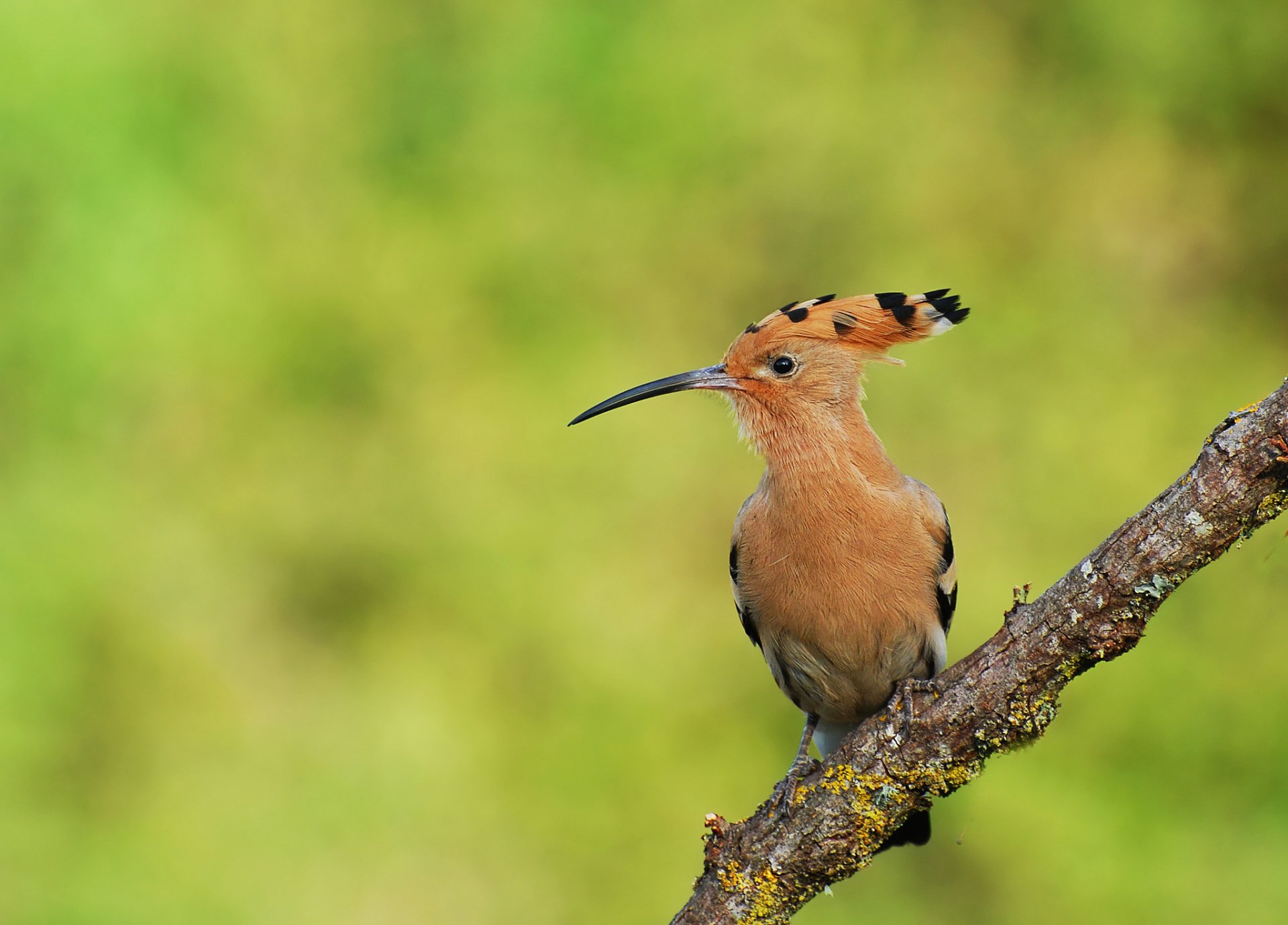Stunning Hoopoe Bird in HD Wallpaper