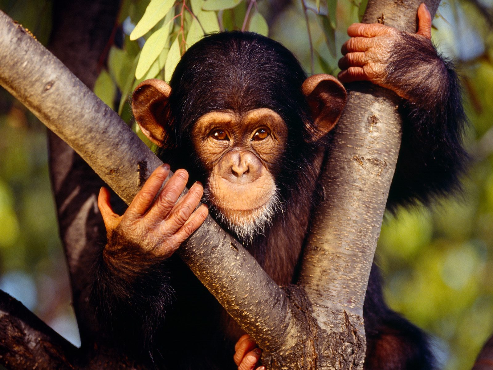 Download Animal Chimpanzee HD Wallpaper