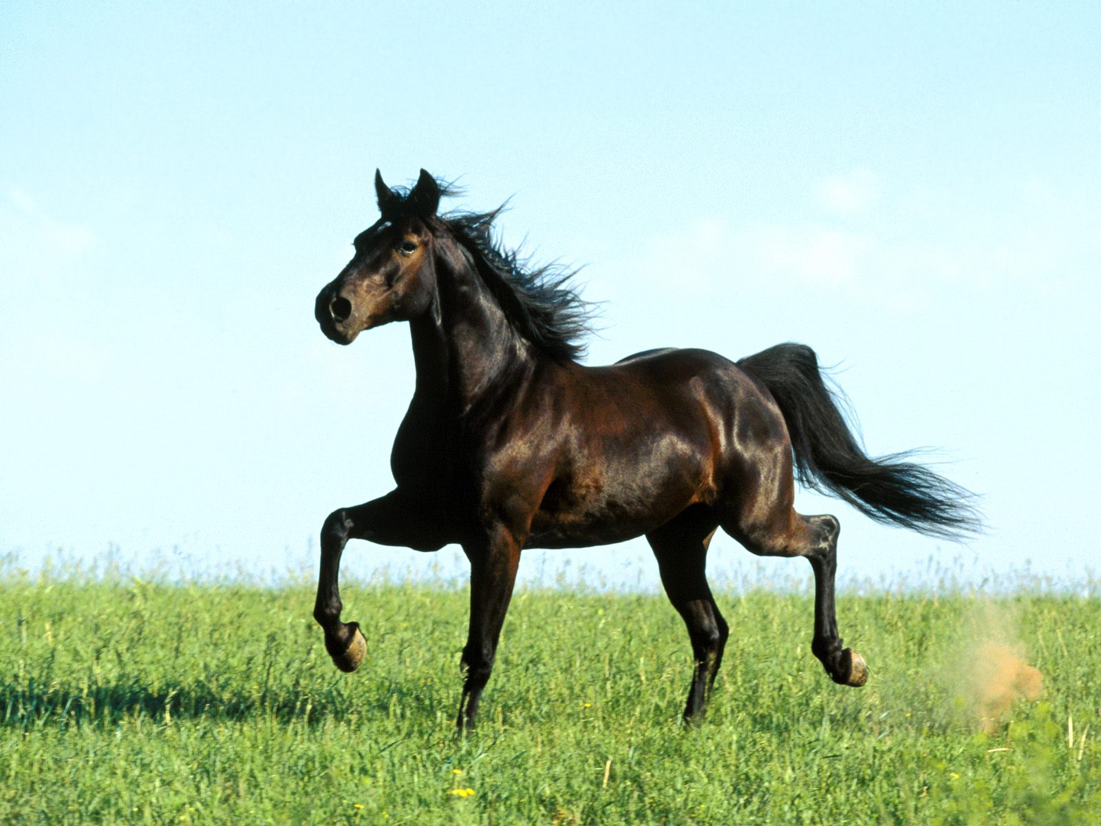 Download Animal Horse Wallpaper