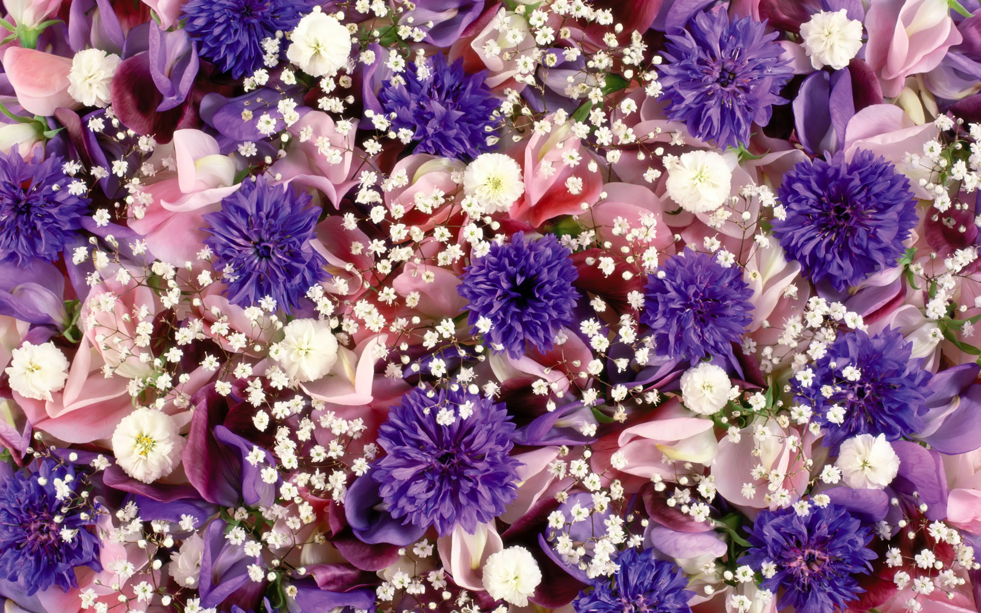 Download Nature Flower HD Wallpaper