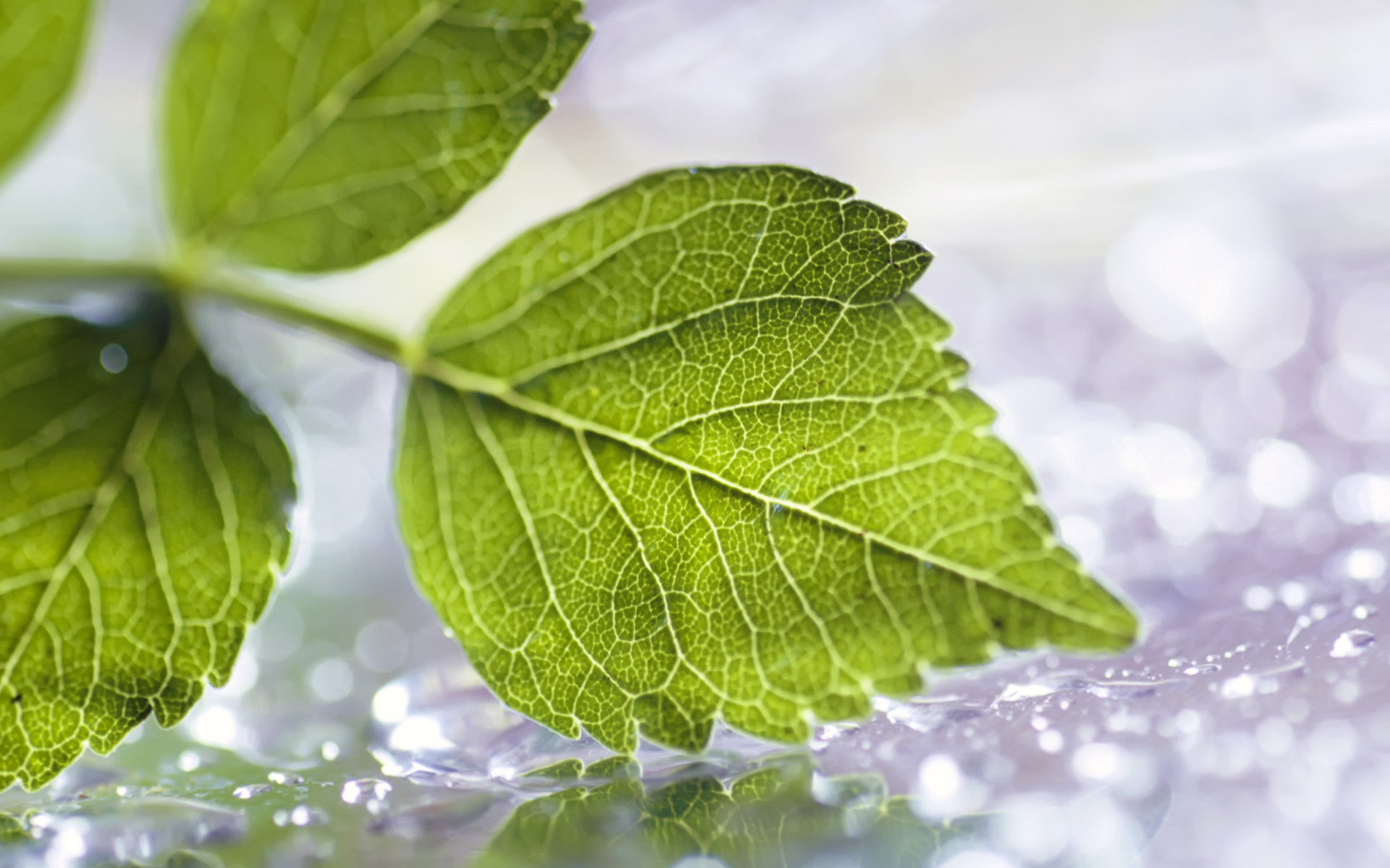 Download Nature Leaf HD Wallpaper