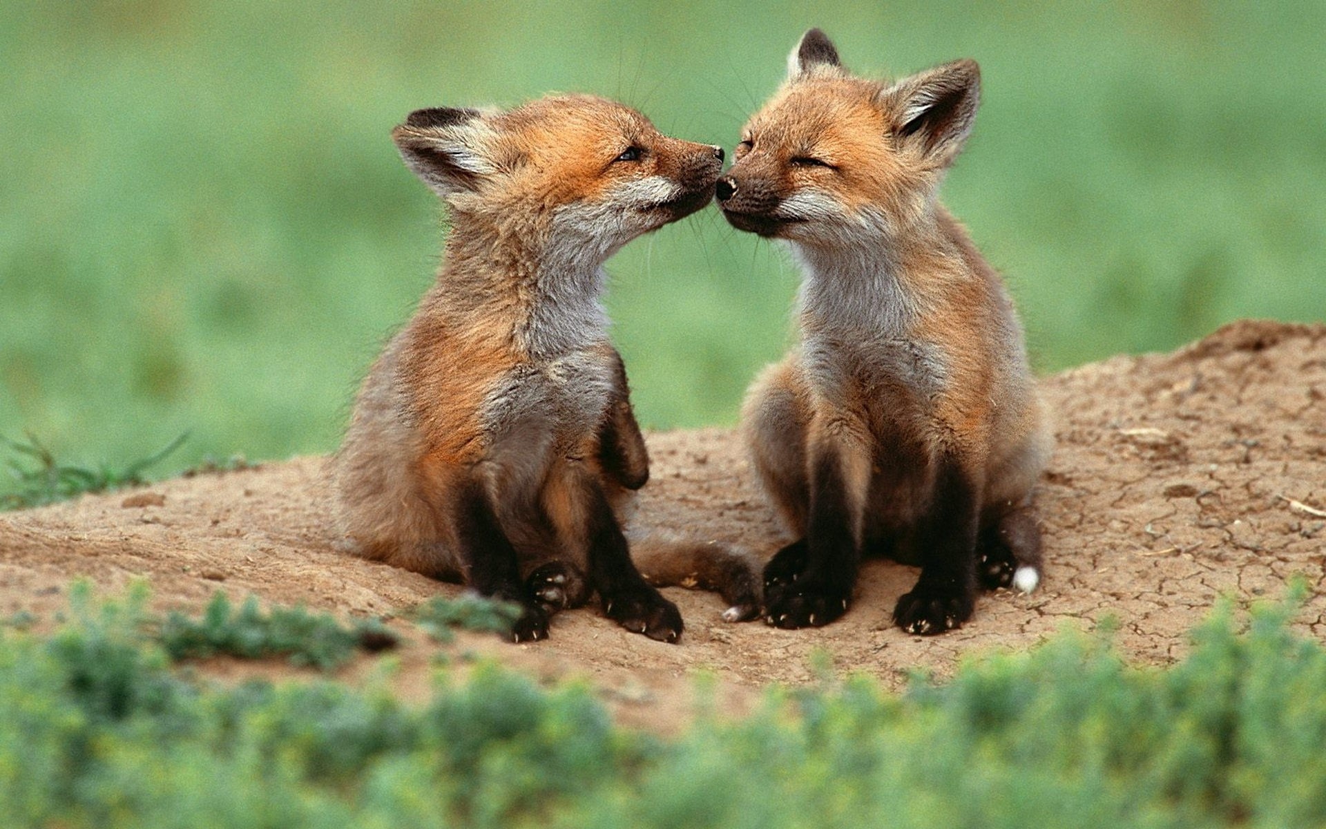 Download Animal Fox HD Wallpaper