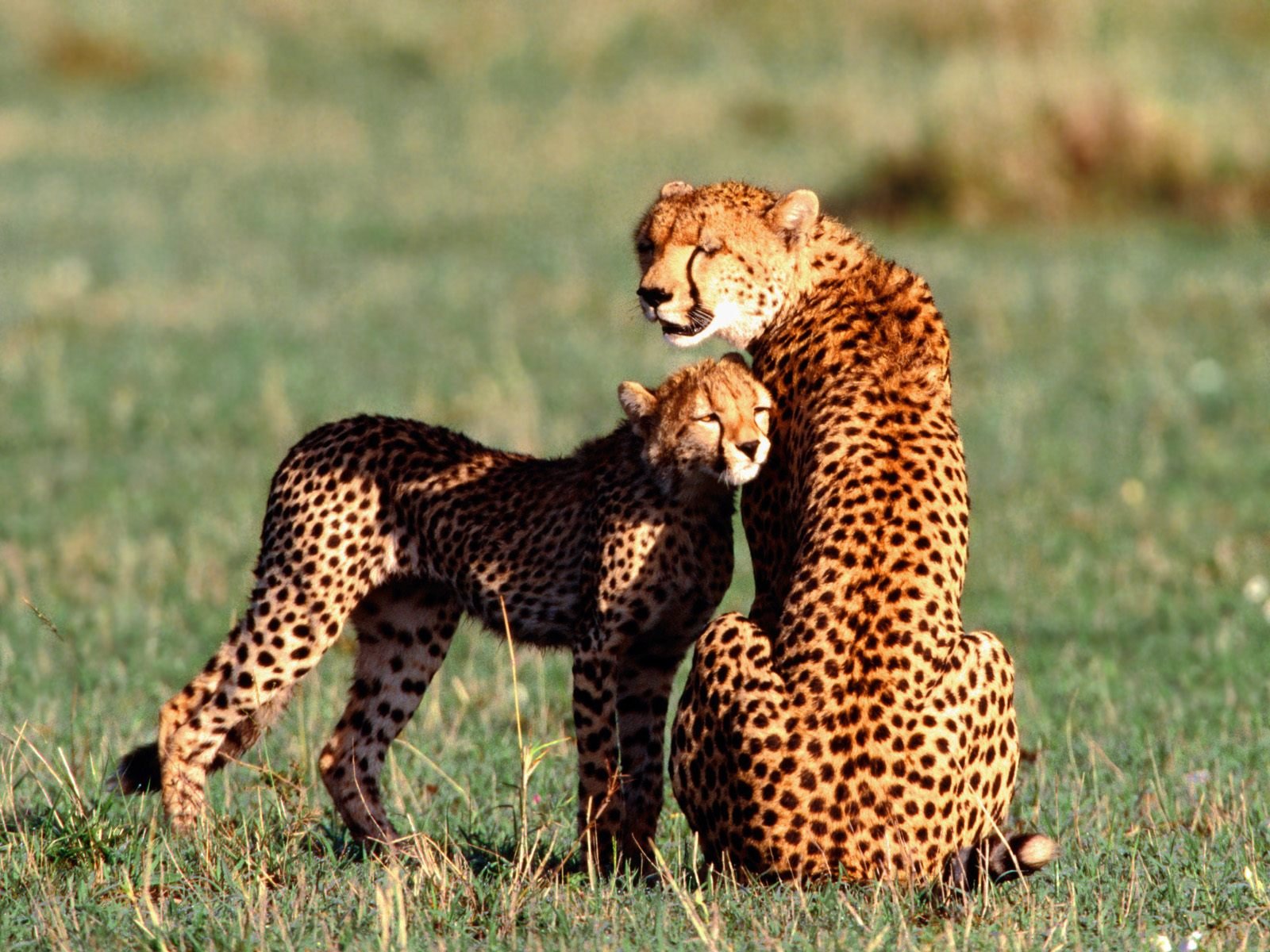 Download Animal Cheetah Wallpaper | 1600x1200 | Wallpaper Abyss