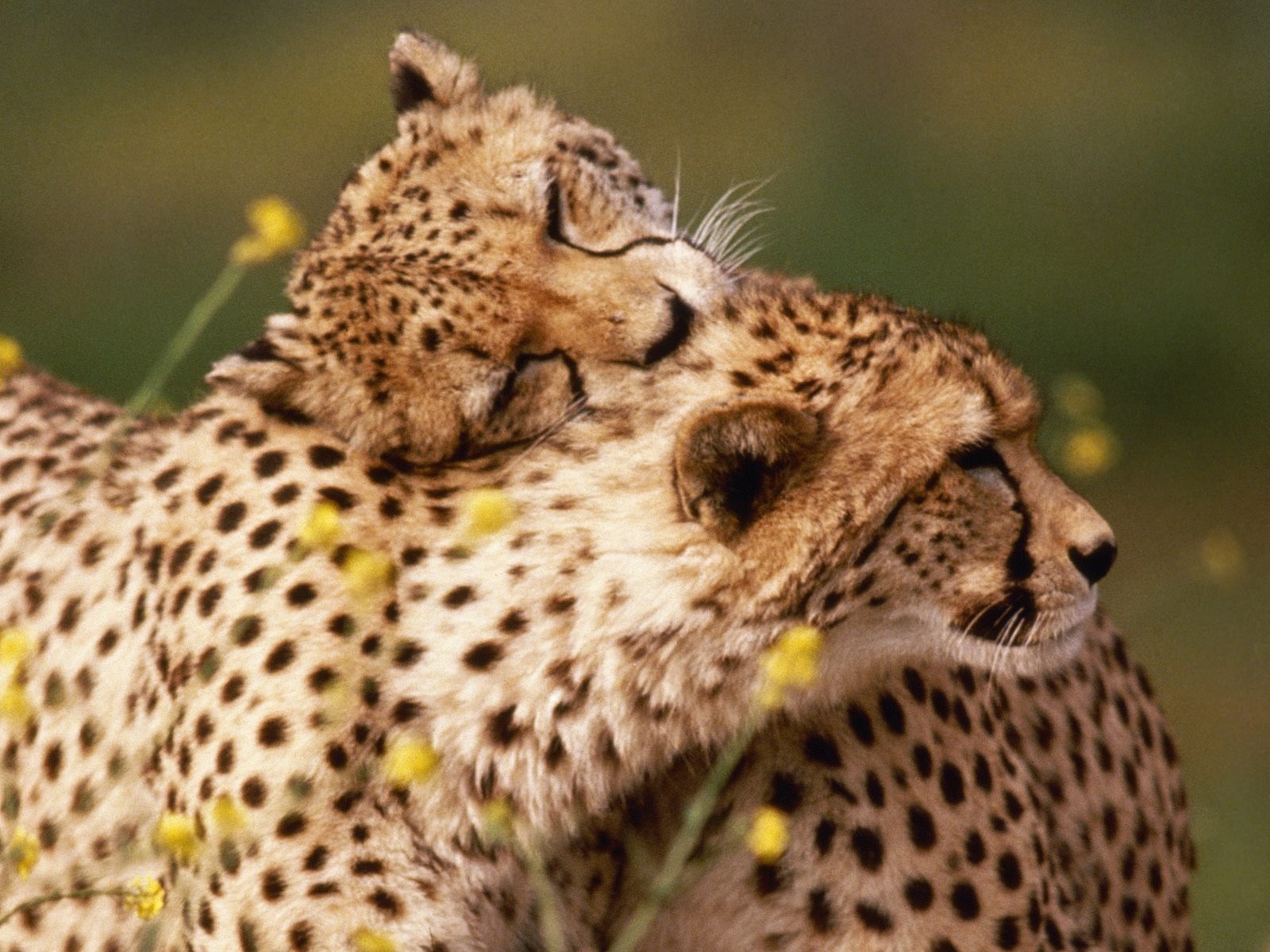 Download Animal Cheetah Wallpaper