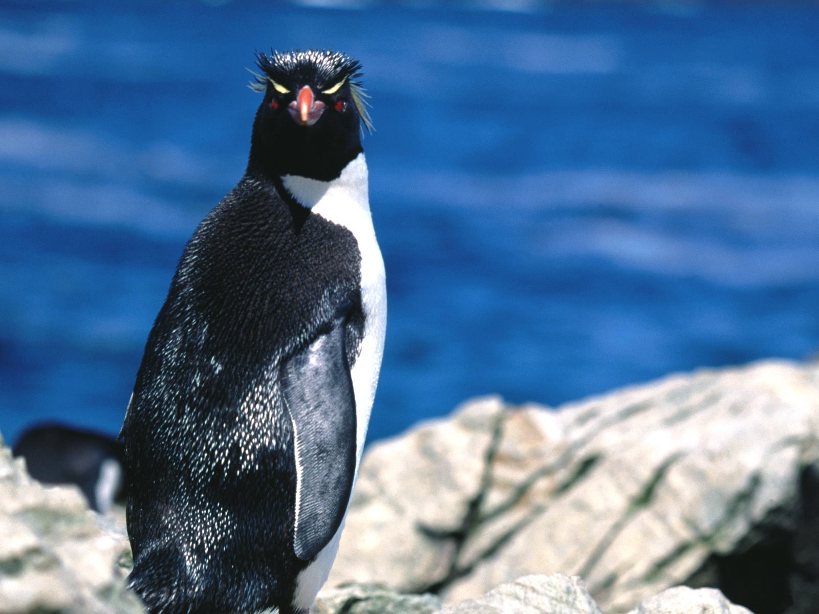 Pinguin Wallpaper Animals