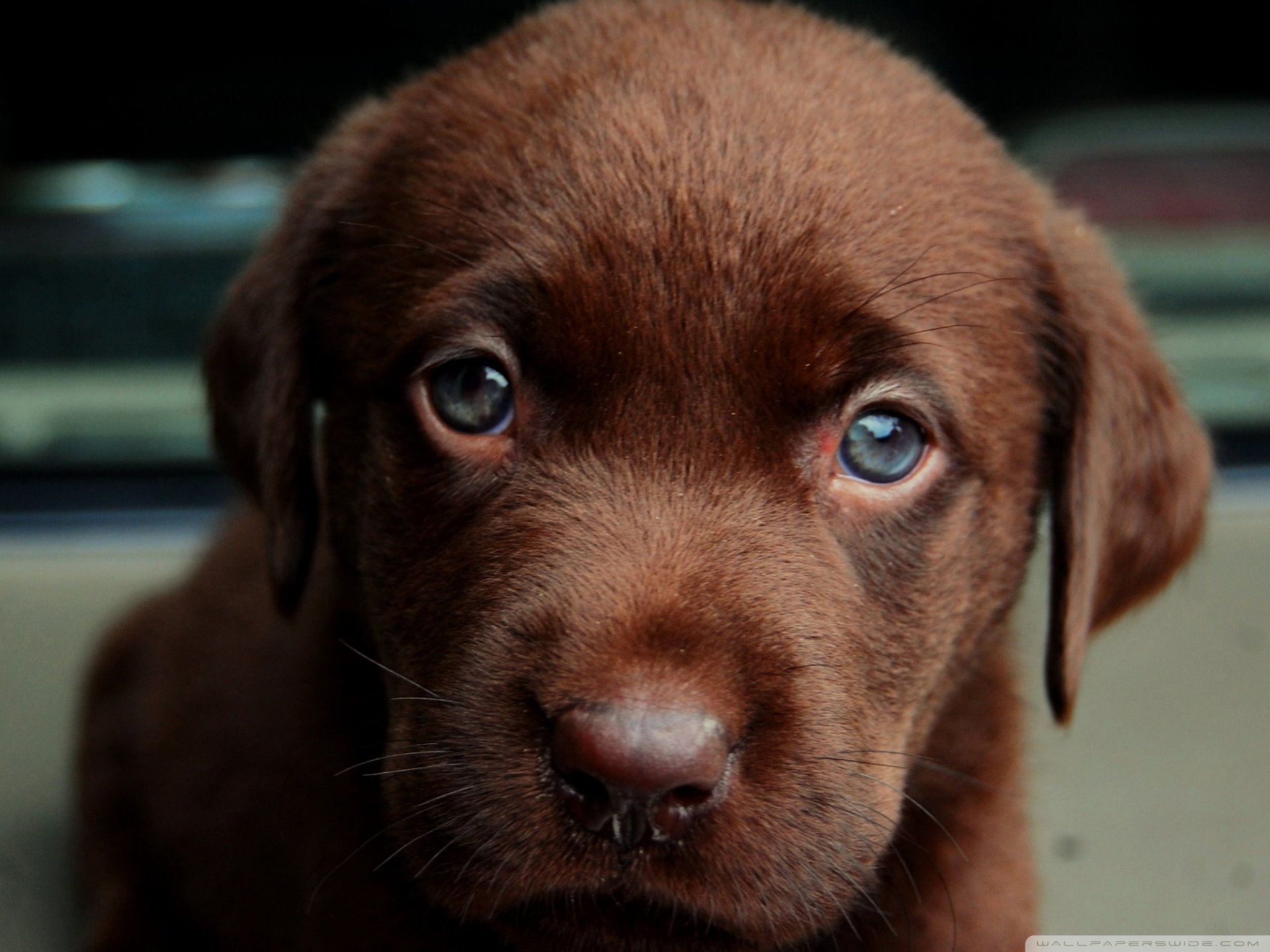 Download Animal Puppy HD Wallpaper | 2048x1536 | Wallpaper Abyss