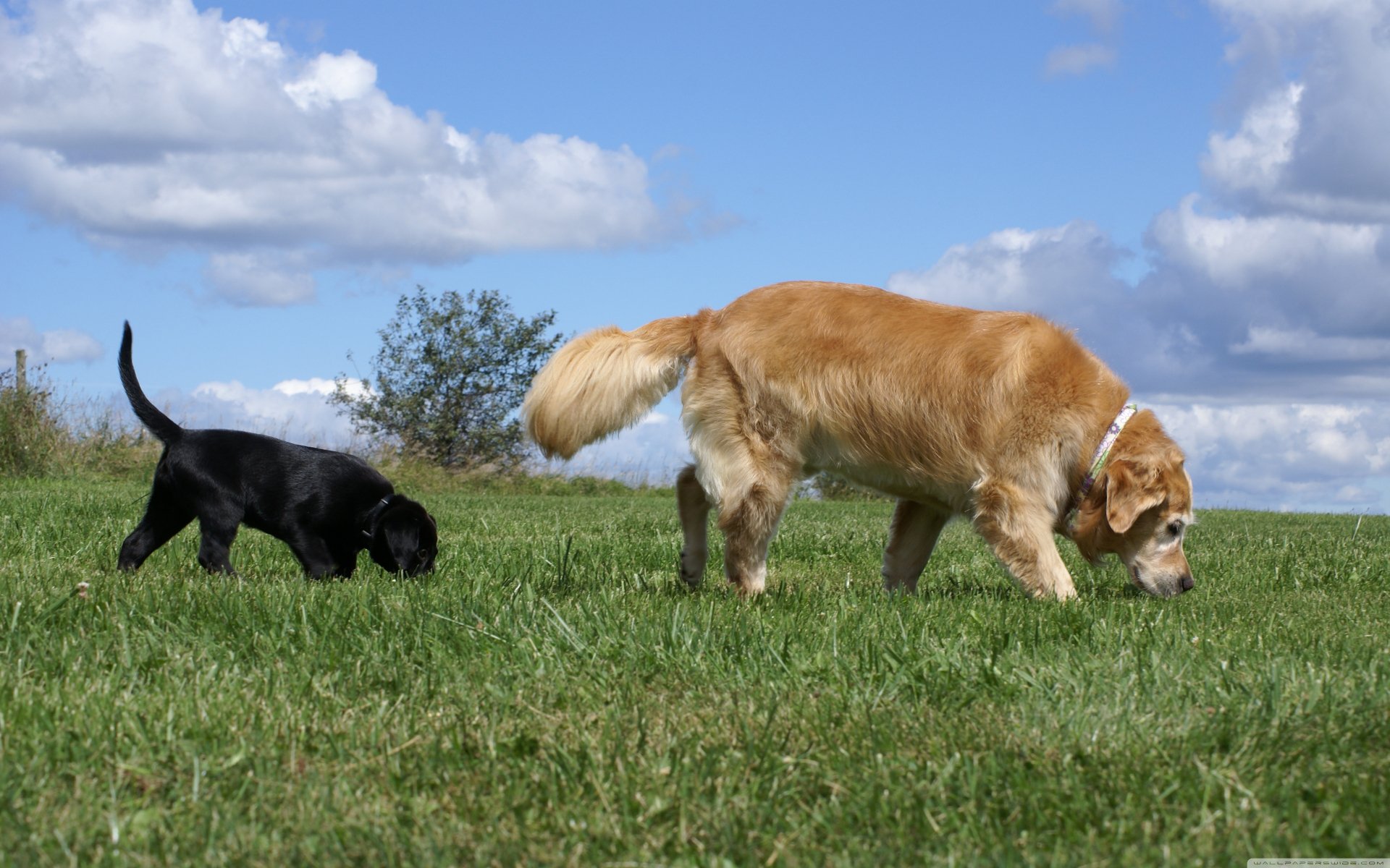 4K Ultra HD Dogs Exploring Nature - Perfect Animal Wallpaper ...