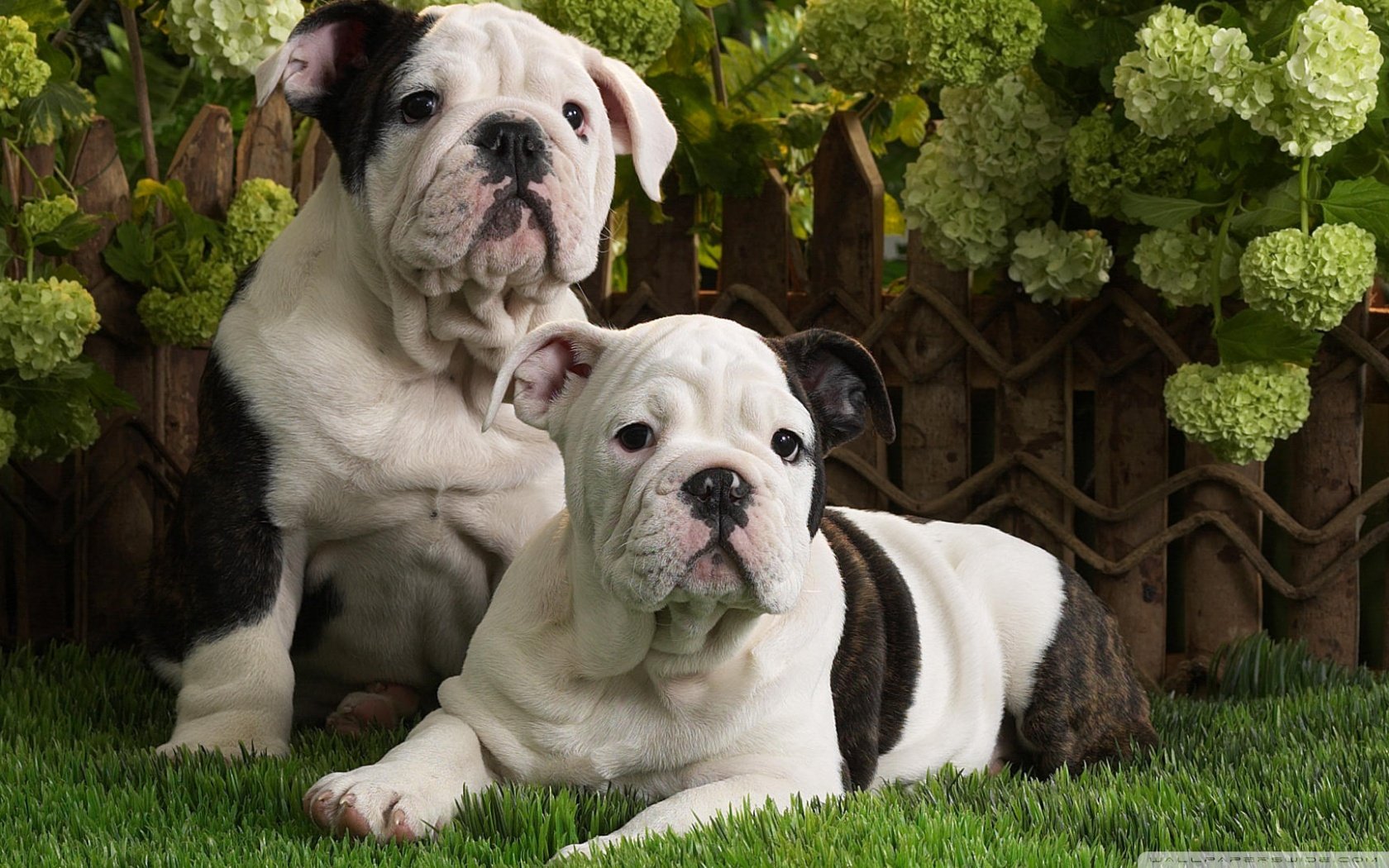 Bulldog Buddies — HD Puppy Wallpaper | 1680x1050 | Wallpaper Abyss