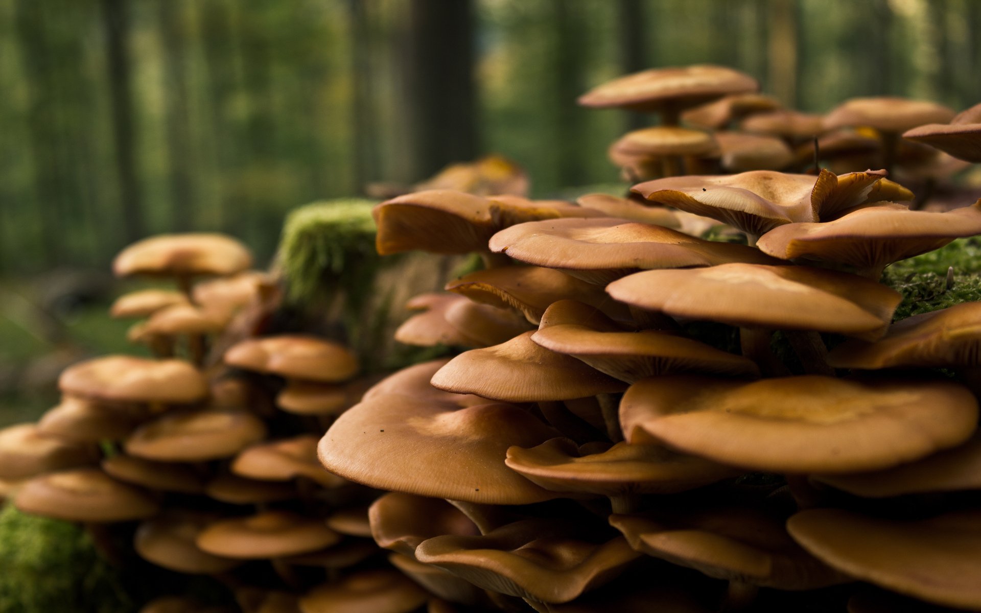 HD Nature's Mushroom Haven: A Forest's Hidden Treasure