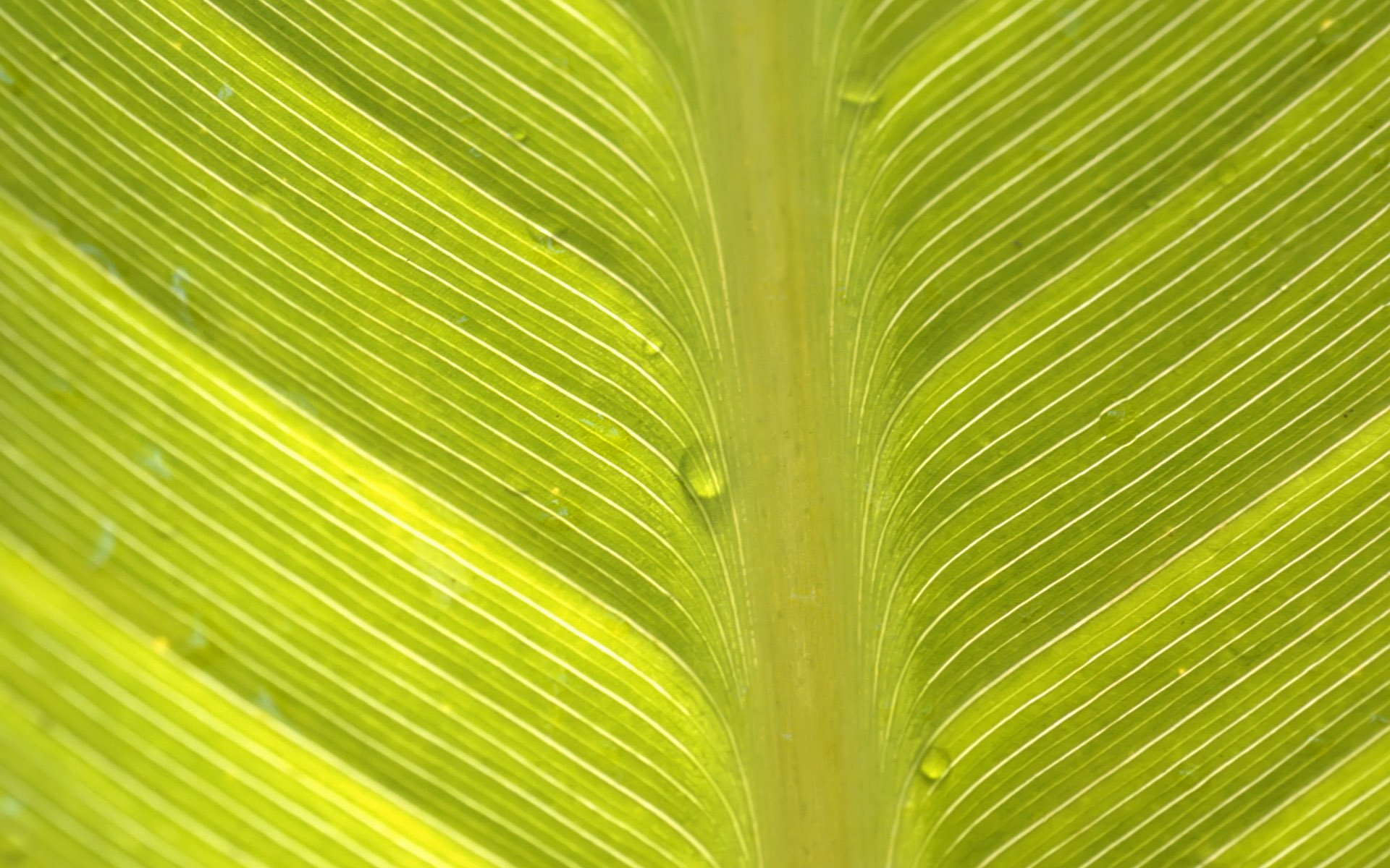 Download Nature Leaf HD Wallpaper