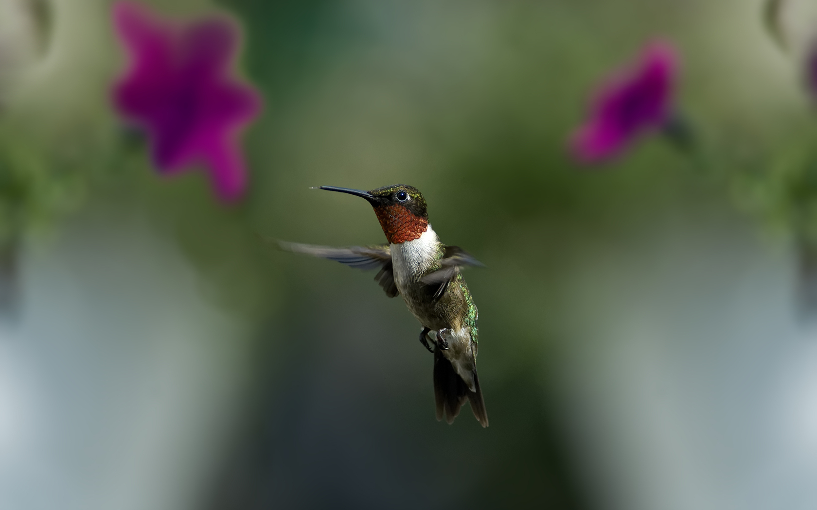 Download Animal Hummingbird Wallpaper