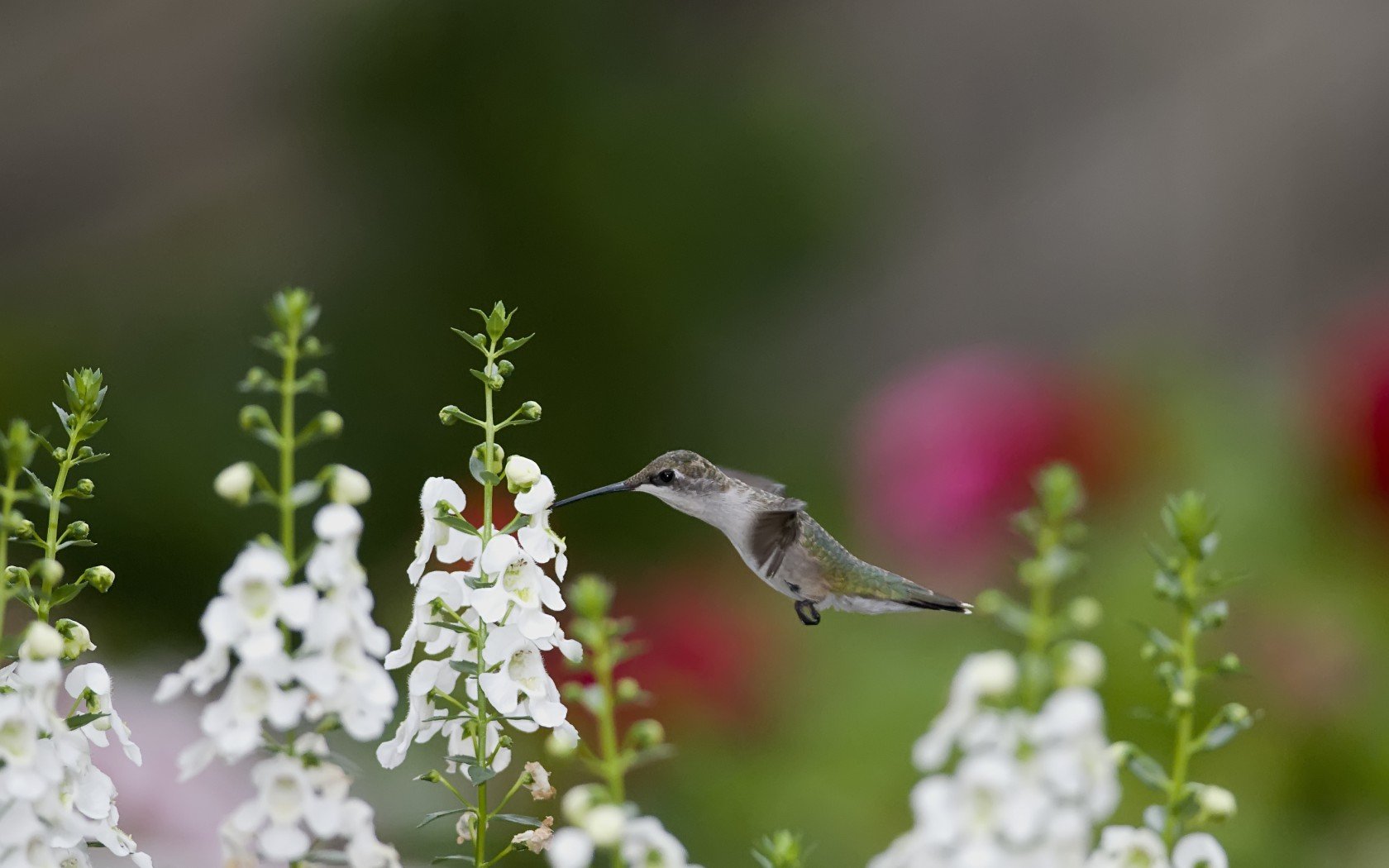 Hummingbird Wallpaper