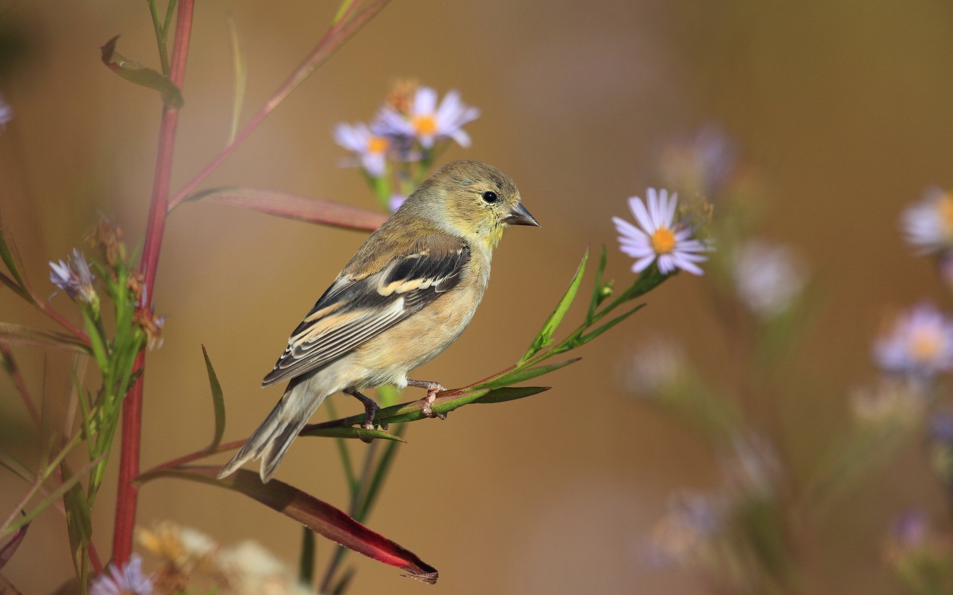 HD Wildlife: Serene Bird Perched Among Wildflowers Wallpaper ...