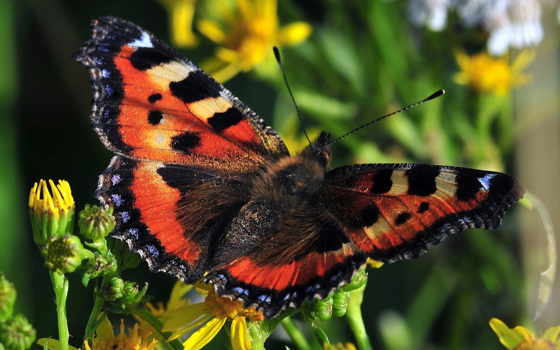 Animal Butterfly HD Wallpaper