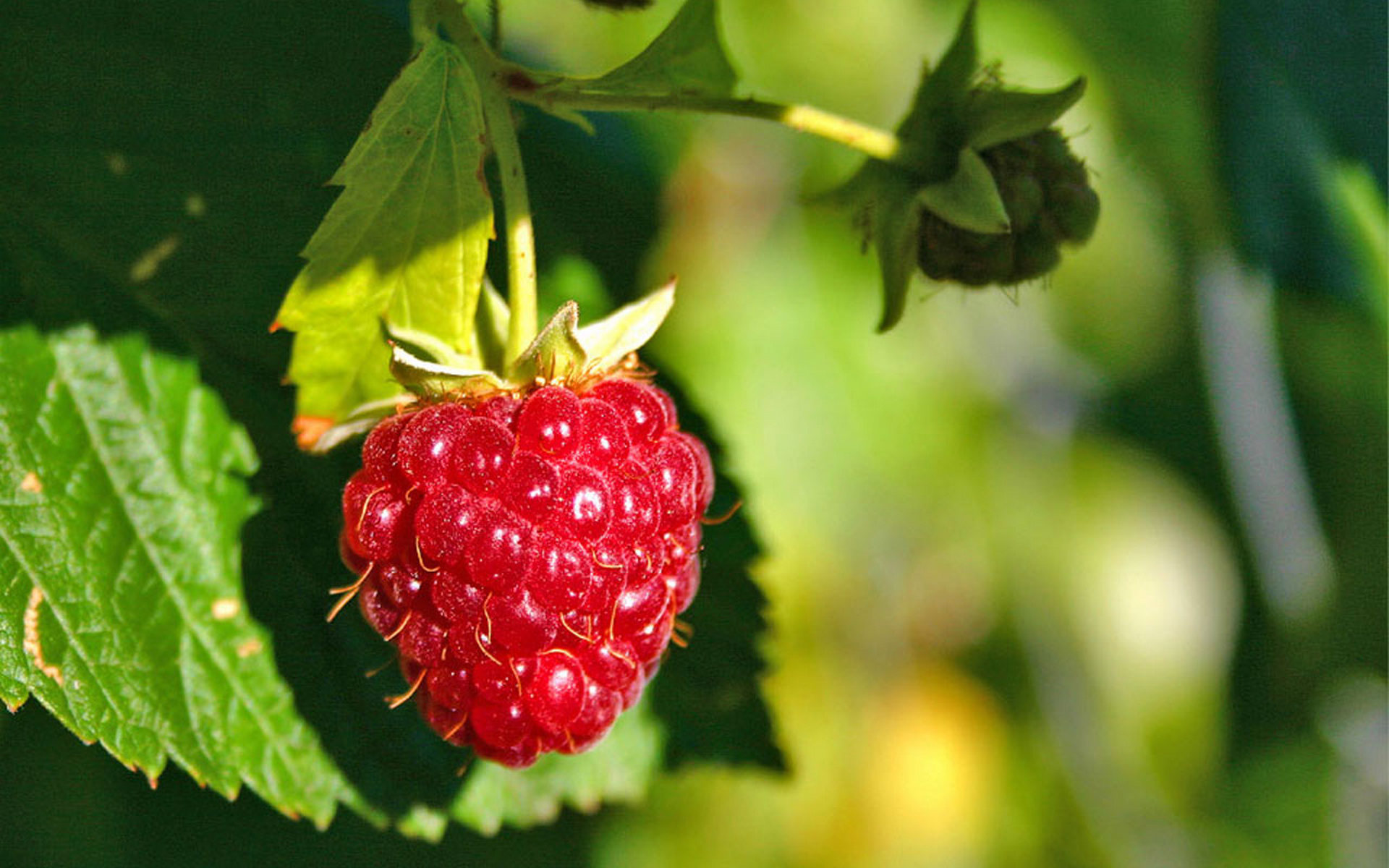 Raspberry HD Wallpaper