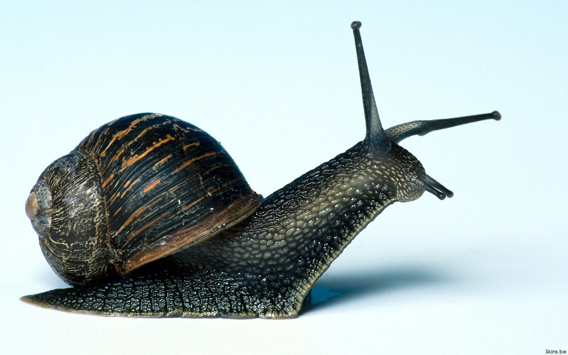 Download Animal Snail HD Wallpaper