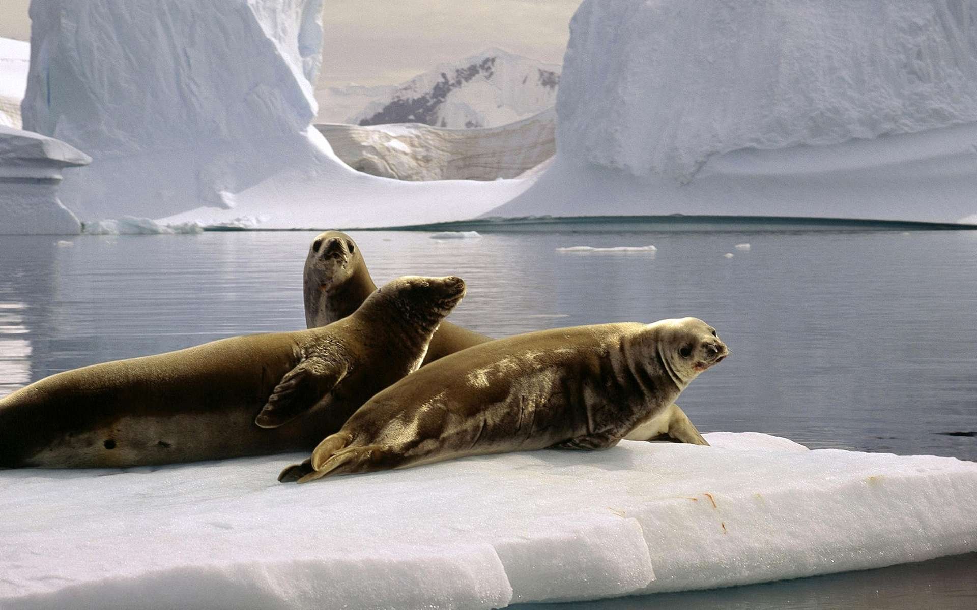 Majestic Seals on Ice: Stunning HD Animal Wallpaper