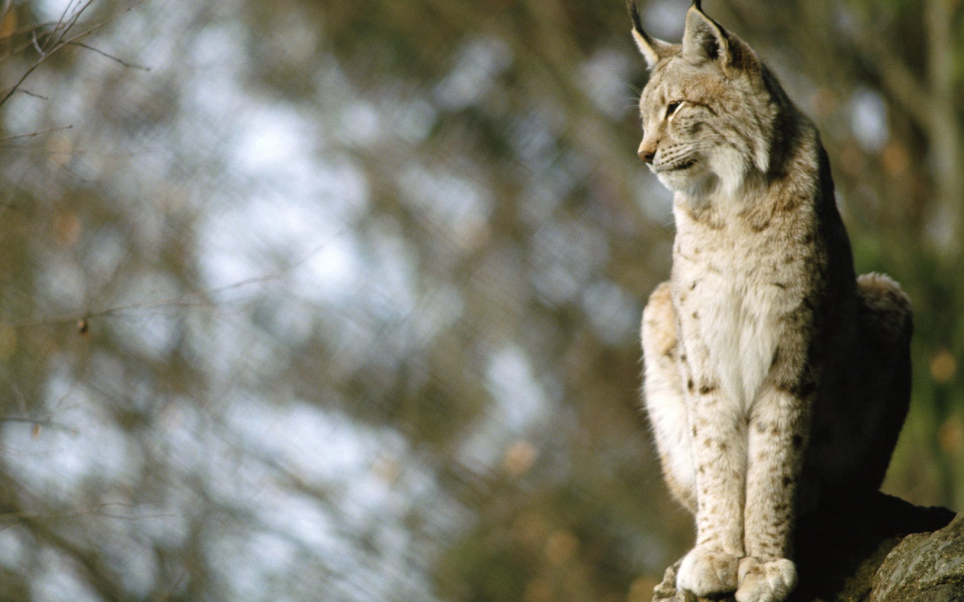Majestic Lynx in HD: Nature’s Silent Watcher Wallpaper | 2560x1600 ...