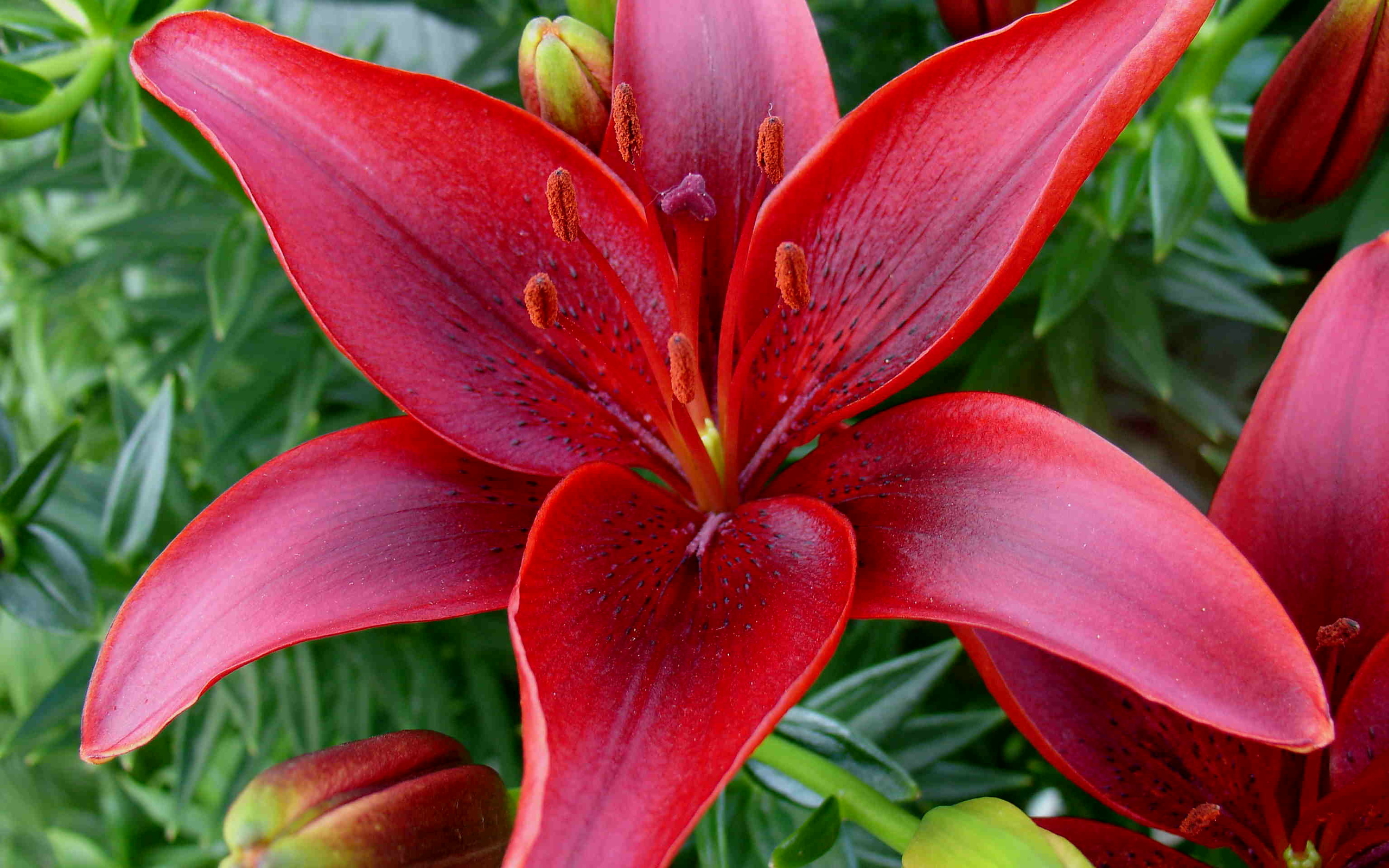 Download Red Flower Flower Nature Lily HD Wallpaper