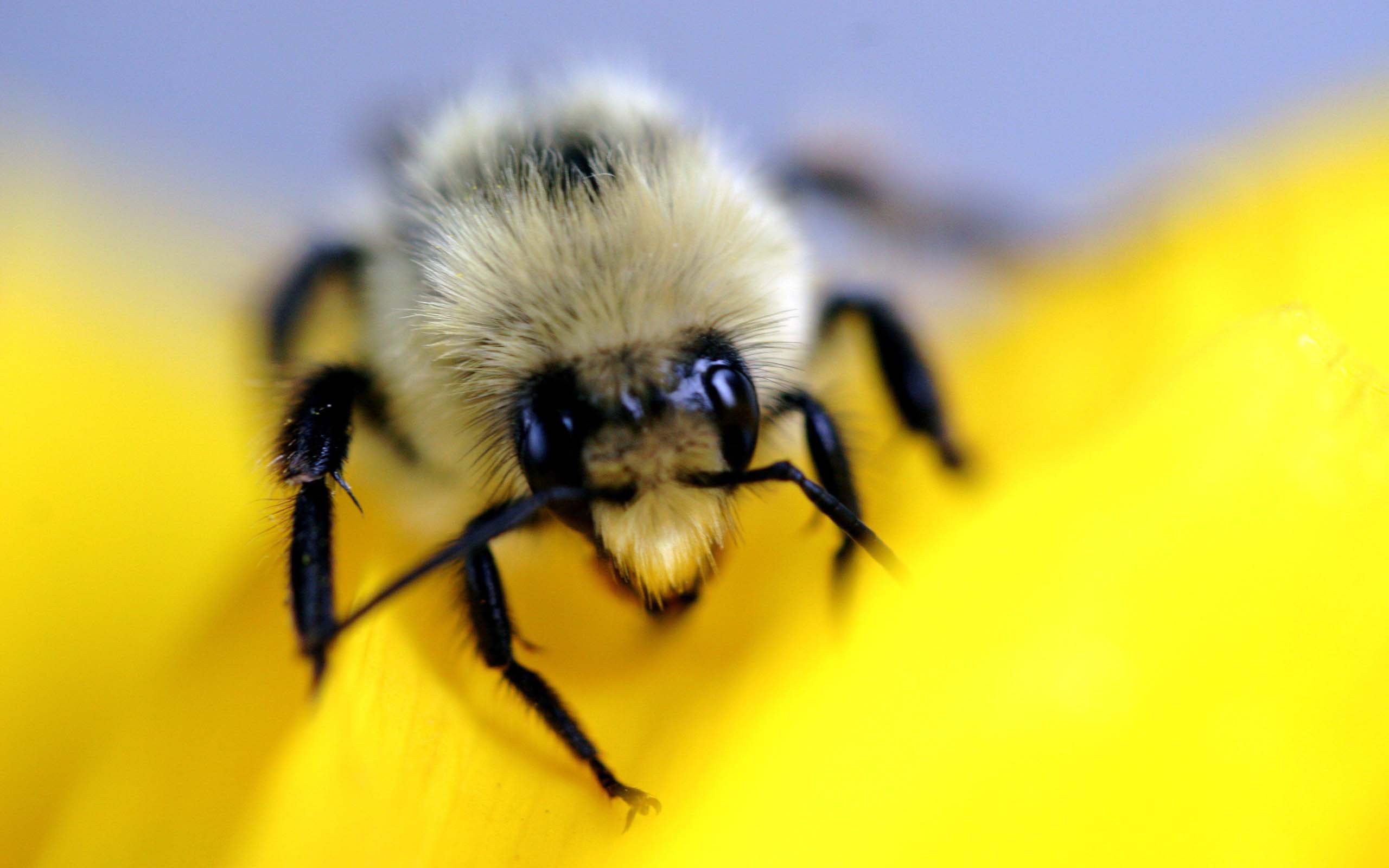 Download Animal Bee HD Wallpaper