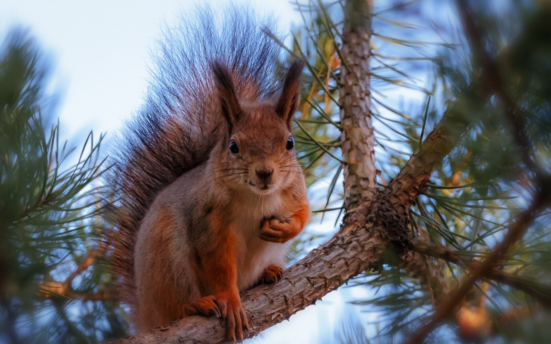 Animals Squirrel Wallpapers Hd