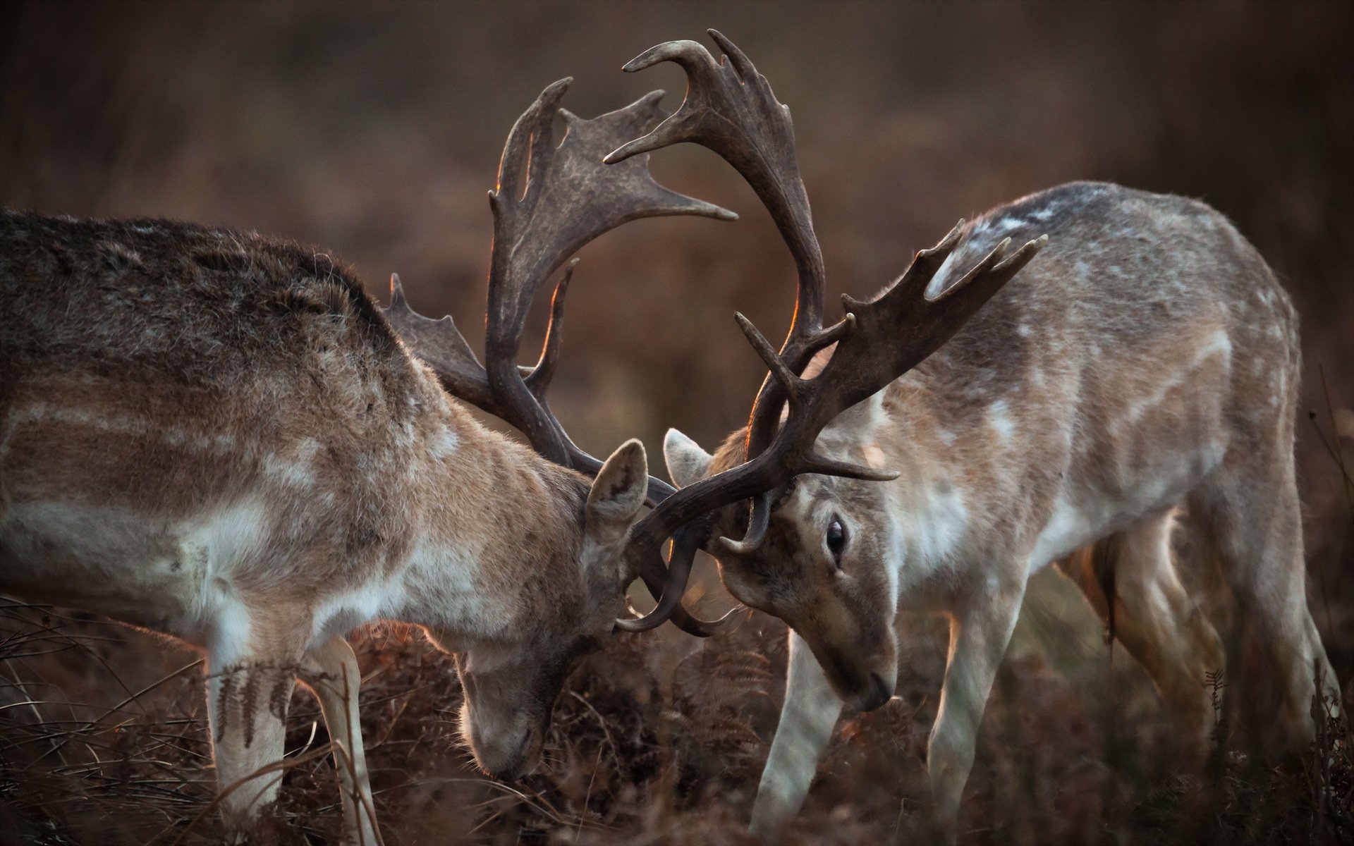 Majestic Deer Clash | Stunning HD Wildlife Wallpaper | 1920x1200 ...