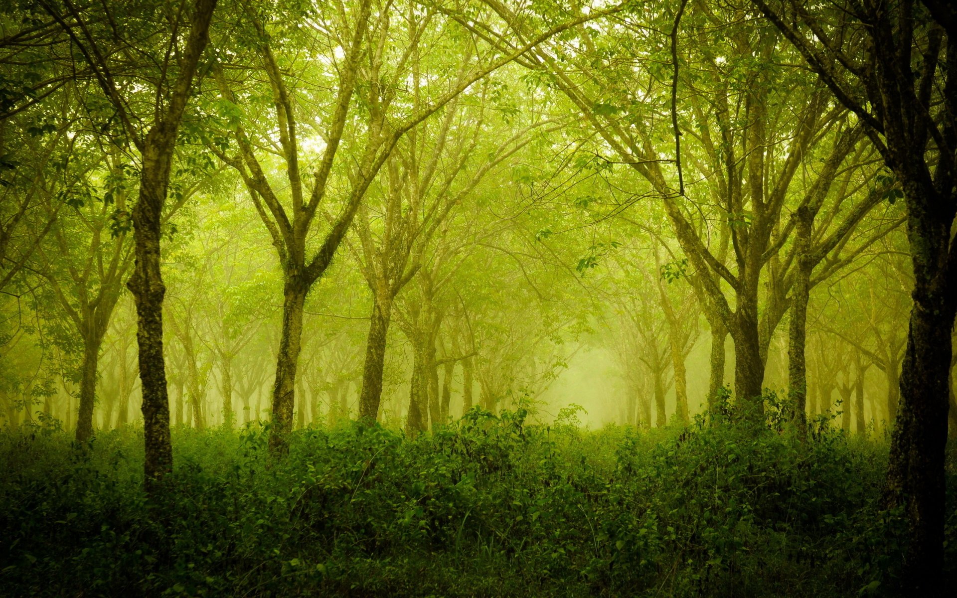 HD Wallpaper: Serene Forest Retreat | 2560x1600 | Wallpaper Abyss