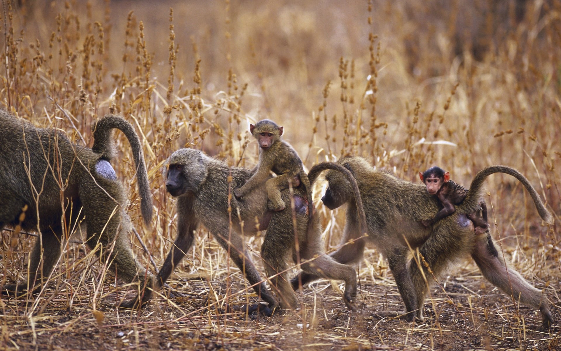 Wild Bond: HD Wallpaper of Playful Monkeys in Natural Habitat ...