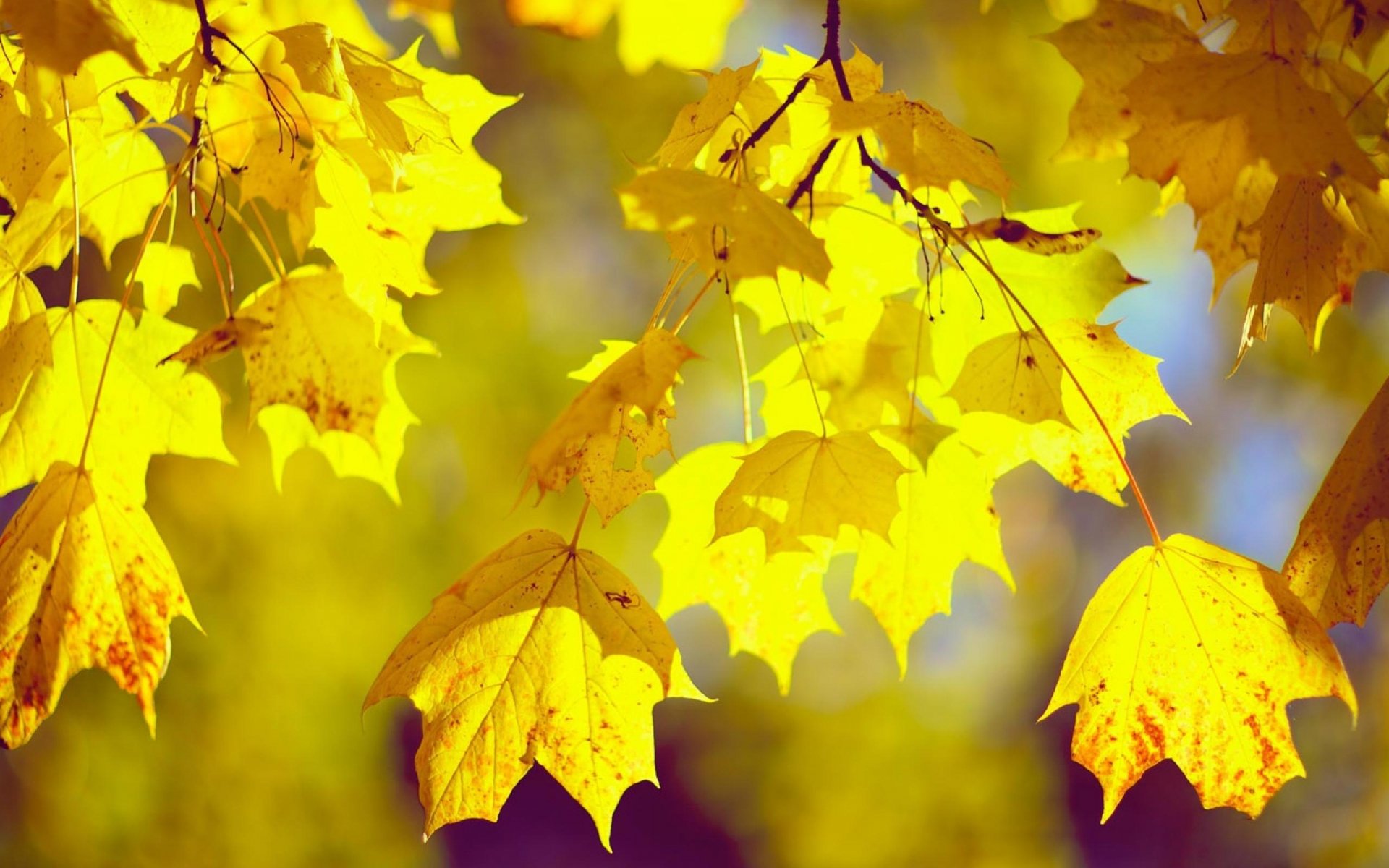 Radiant Autumn Leaves: HD Nature Wallpaper | 2560x1600 | Wallpaper Abyss