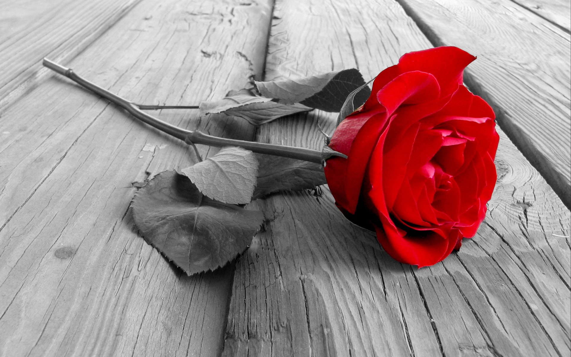 Download Red Rose Flower Selective Color Nature Rose HD Wallpaper