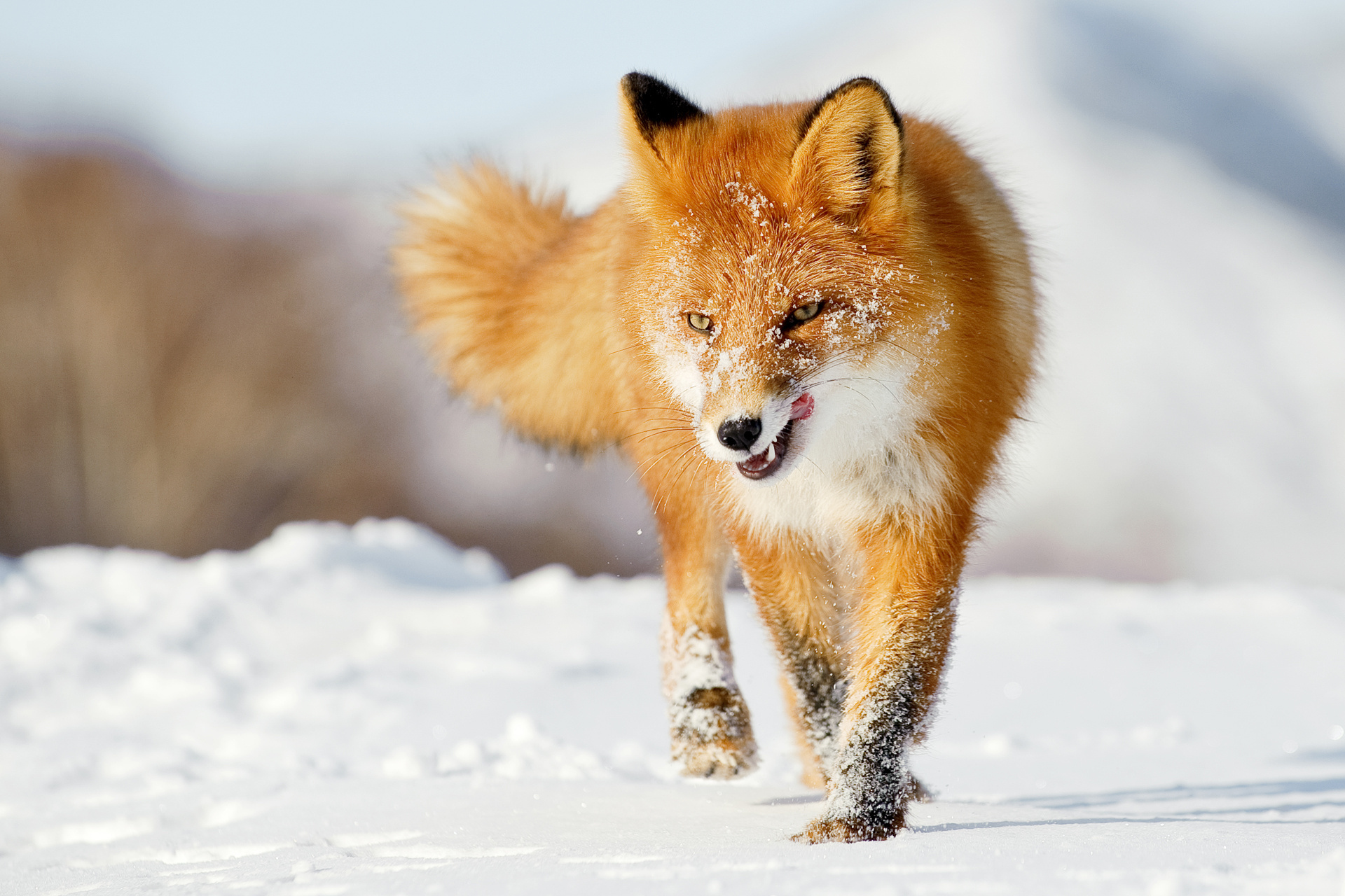 Stunning HD Wallpaper of a Chatty Fox in the Snow