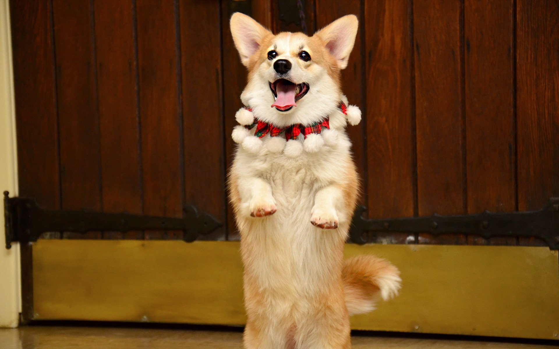 Happy Corgi Joy: HD Animal Wallpaper Delight