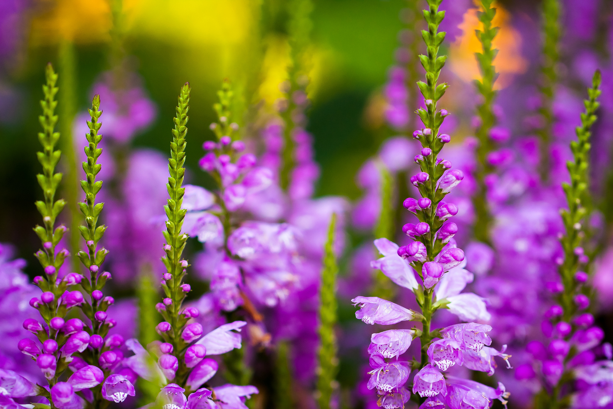 Download Nature Flower HD Wallpaper