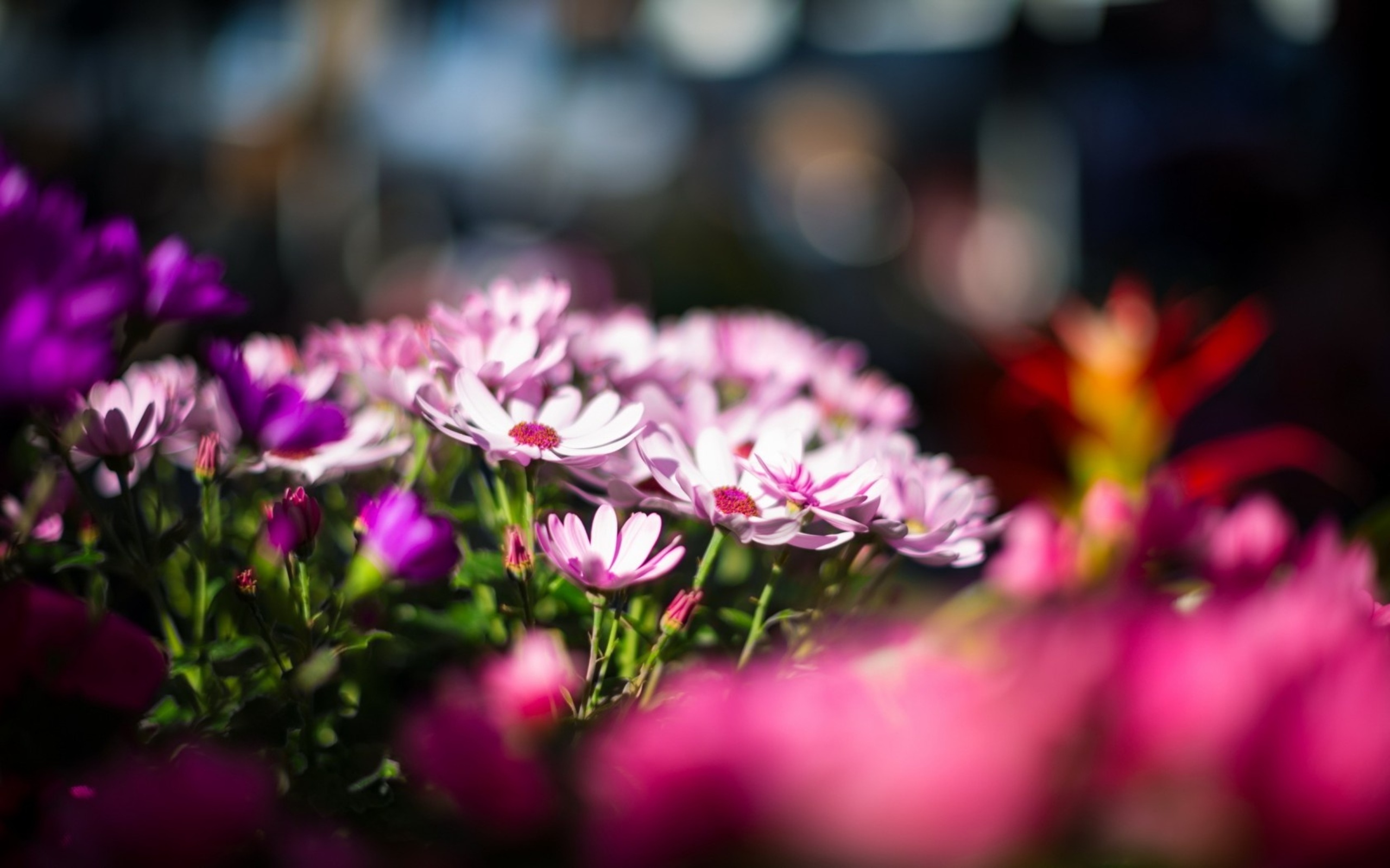 Vibrant Floral Beauty: An HD Wallpaper for Nature Lovers