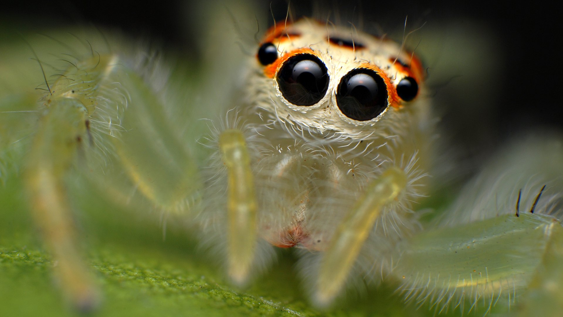 Animal Spider HD Wallpaper