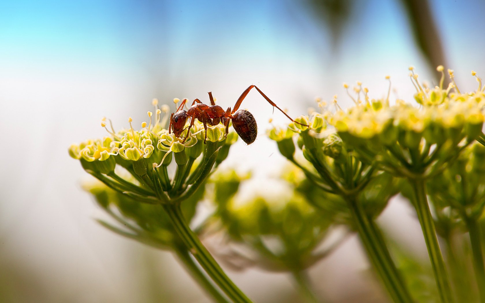 Download Animal Ant Wallpaper