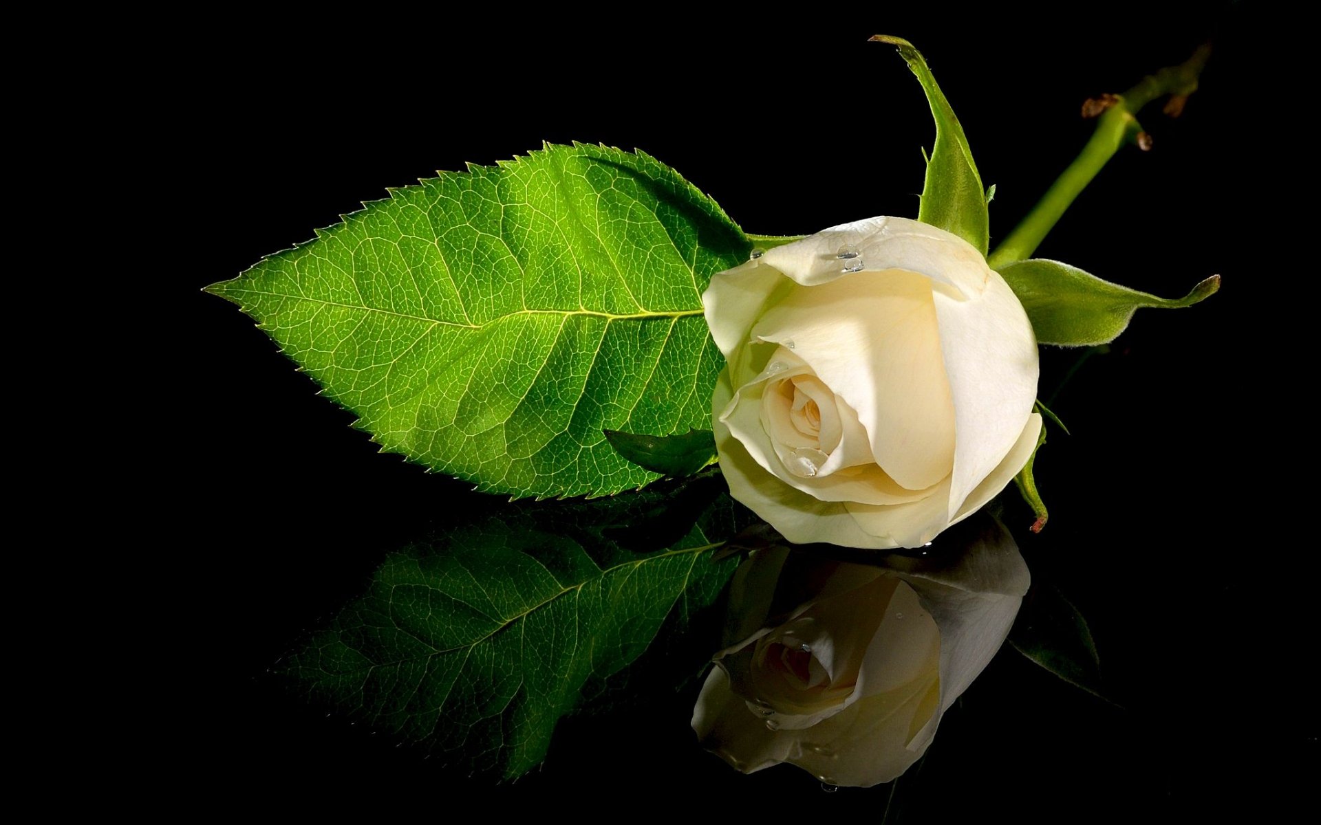 HD Nature's Elegance: The Pure Beauty of a White Rose