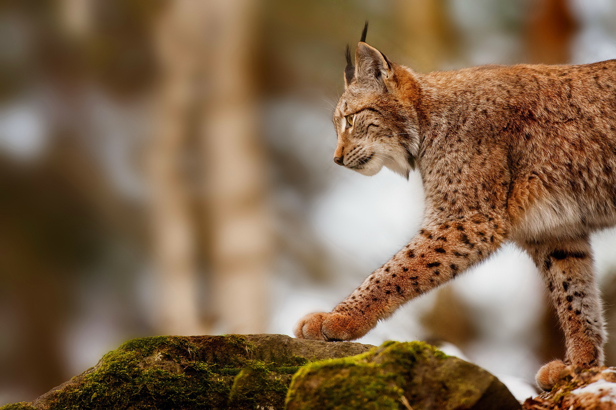 Lynx in Focus: Stunning HD Wildlife Wallpaper