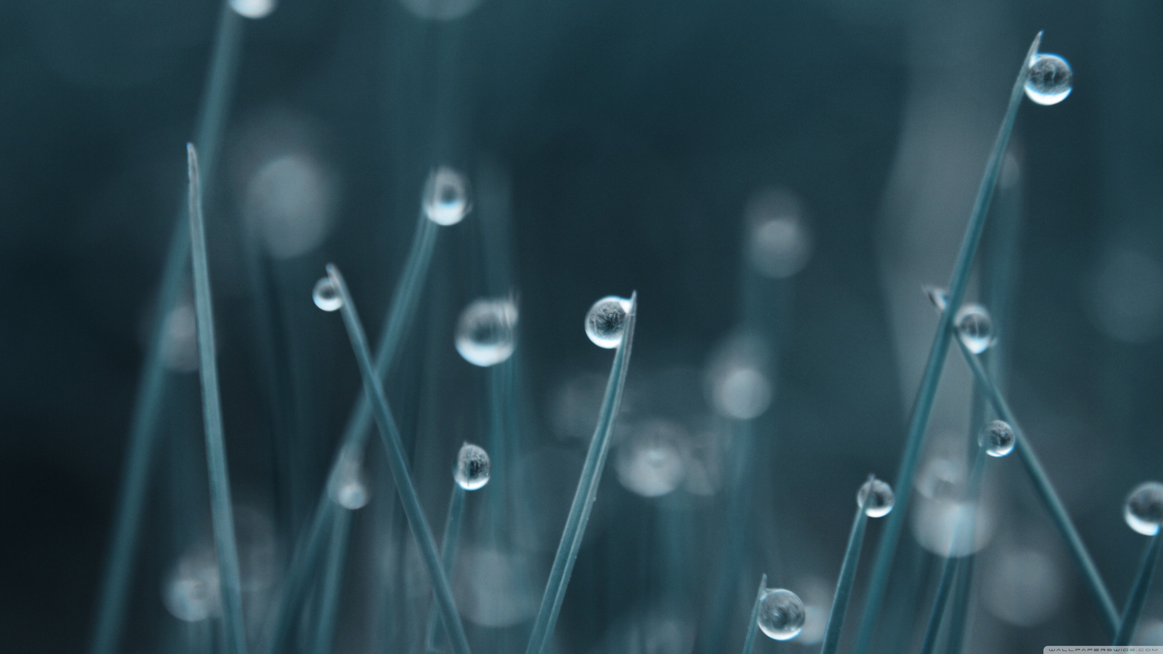 Water Drop 4k Ultra HD Wallpaper