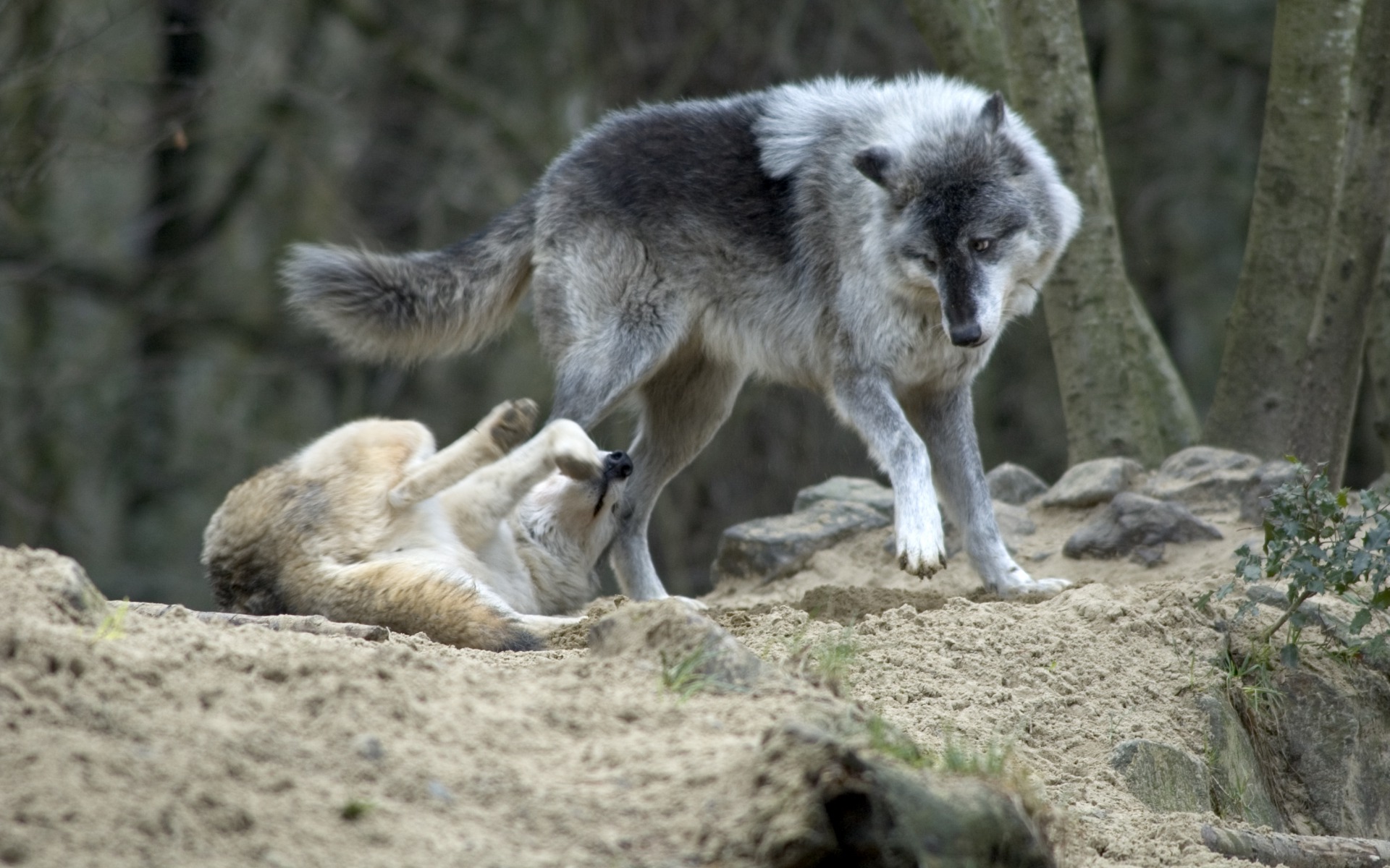 Download Animal Wolf HD Wallpaper