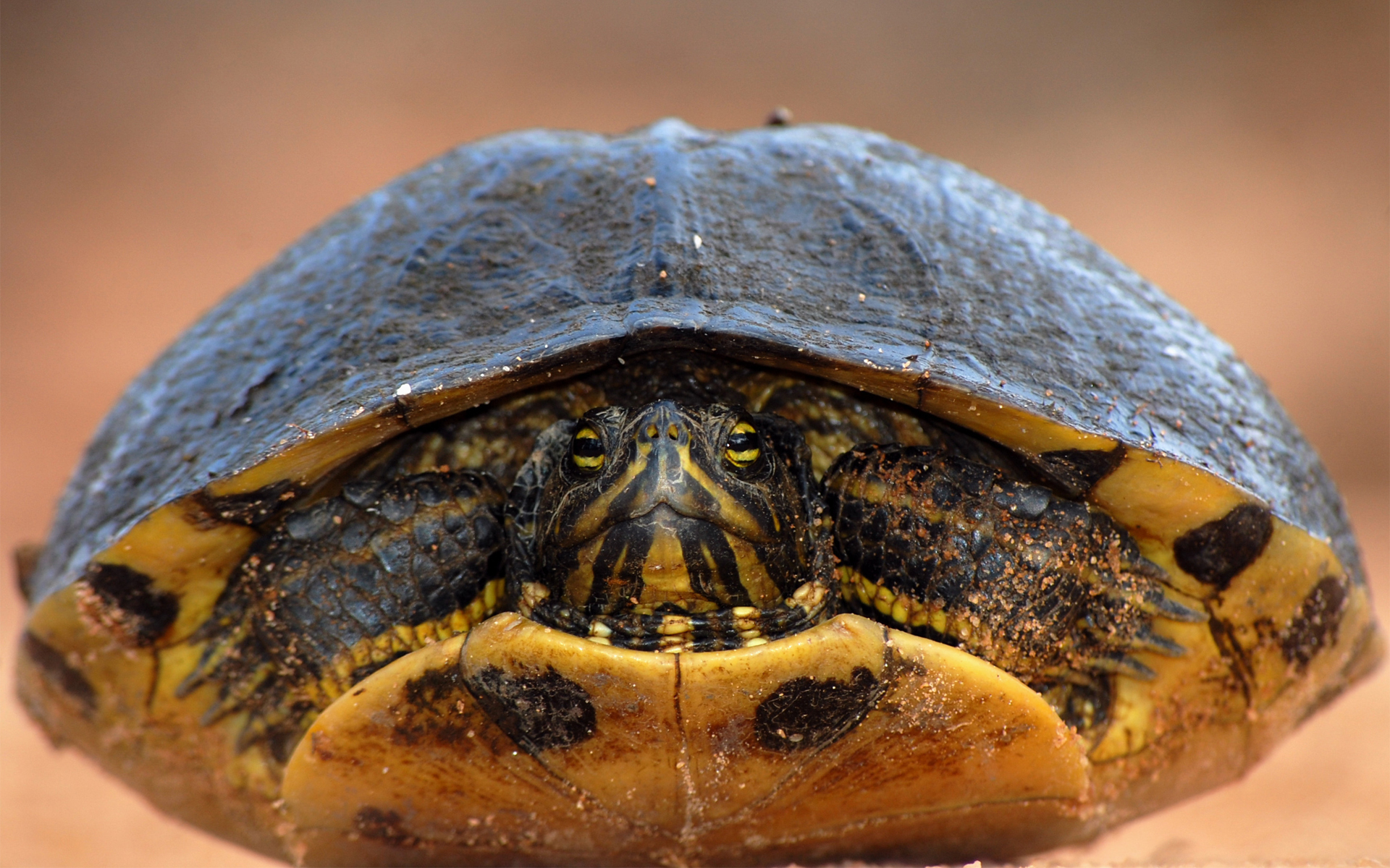 Download Animal Turtle HD Wallpaper