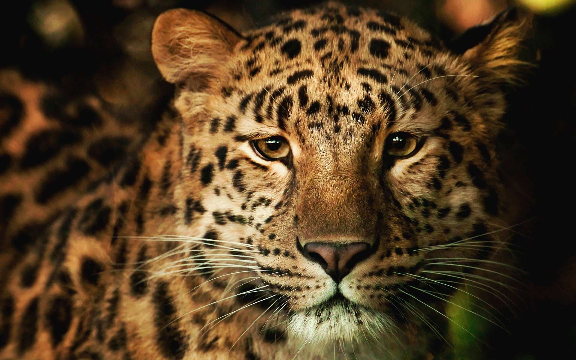 Majestic Leopard HD Wallpaper: The Wild Beauty Up Close
