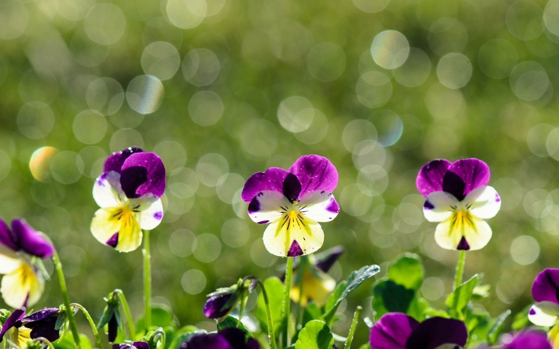 Pansy HD Wallpaper