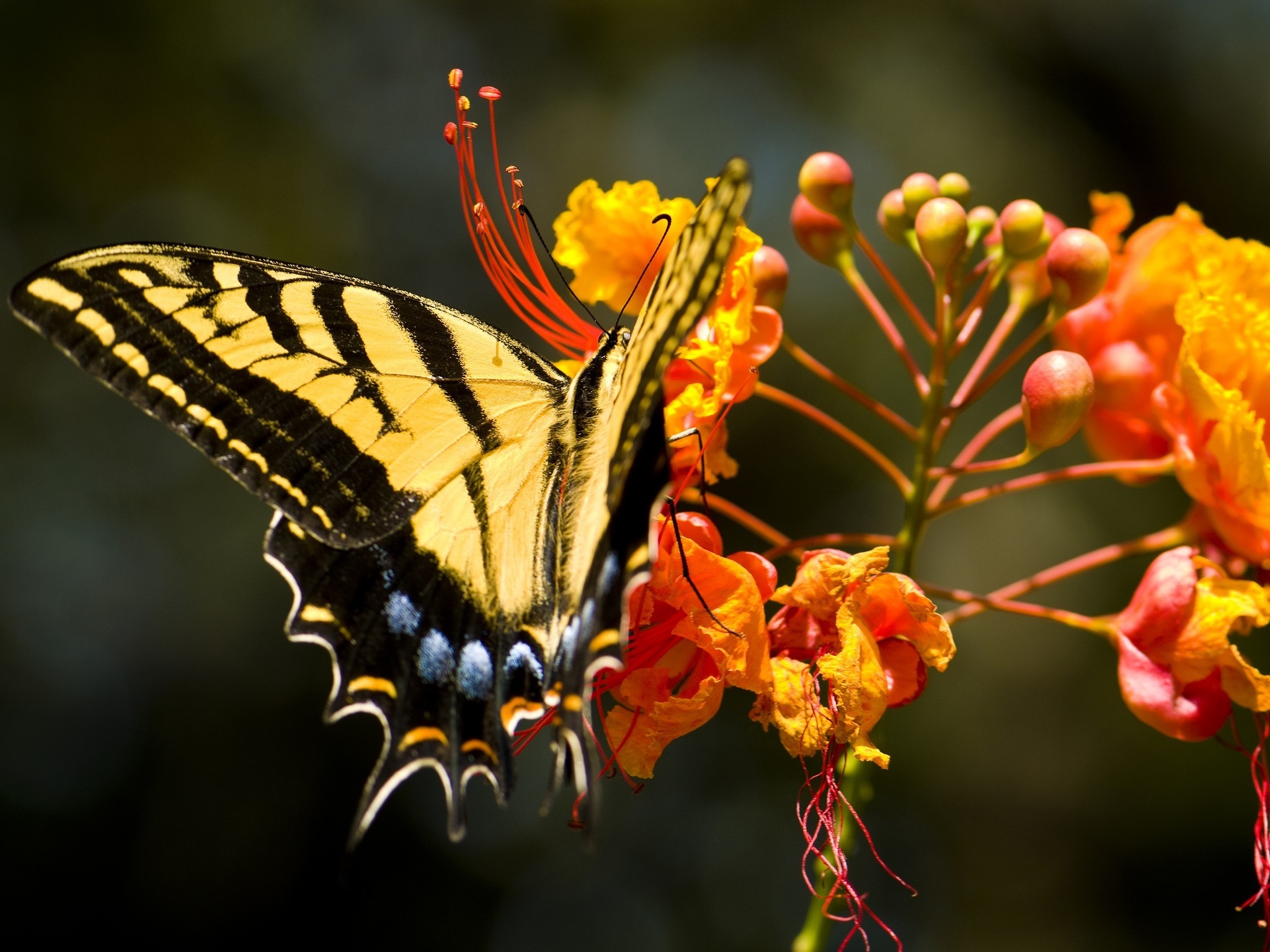Download Flower Animal Butterfly HD Wallpaper