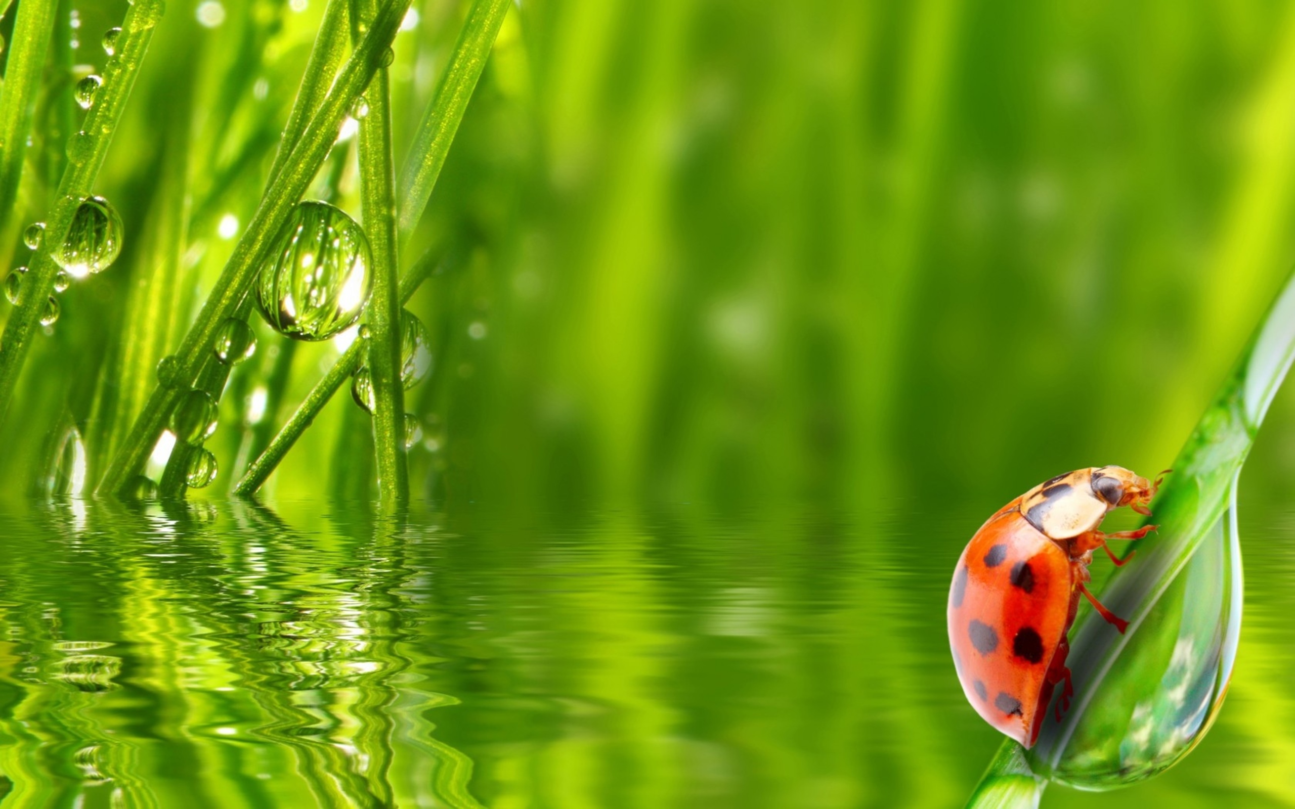 Download Animal Ladybug HD Wallpaper