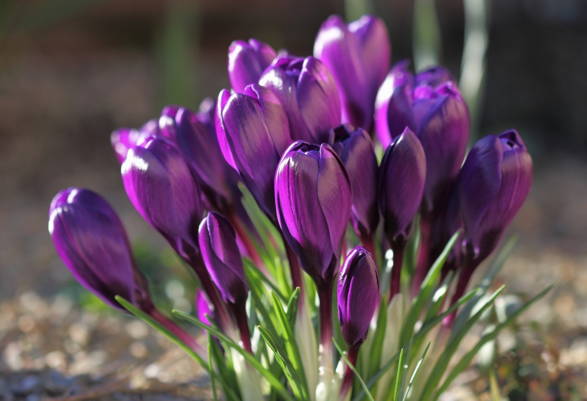 Radiant Purple Crocus Blossom HD Wallpaper: Nature’s Spring Beauty
