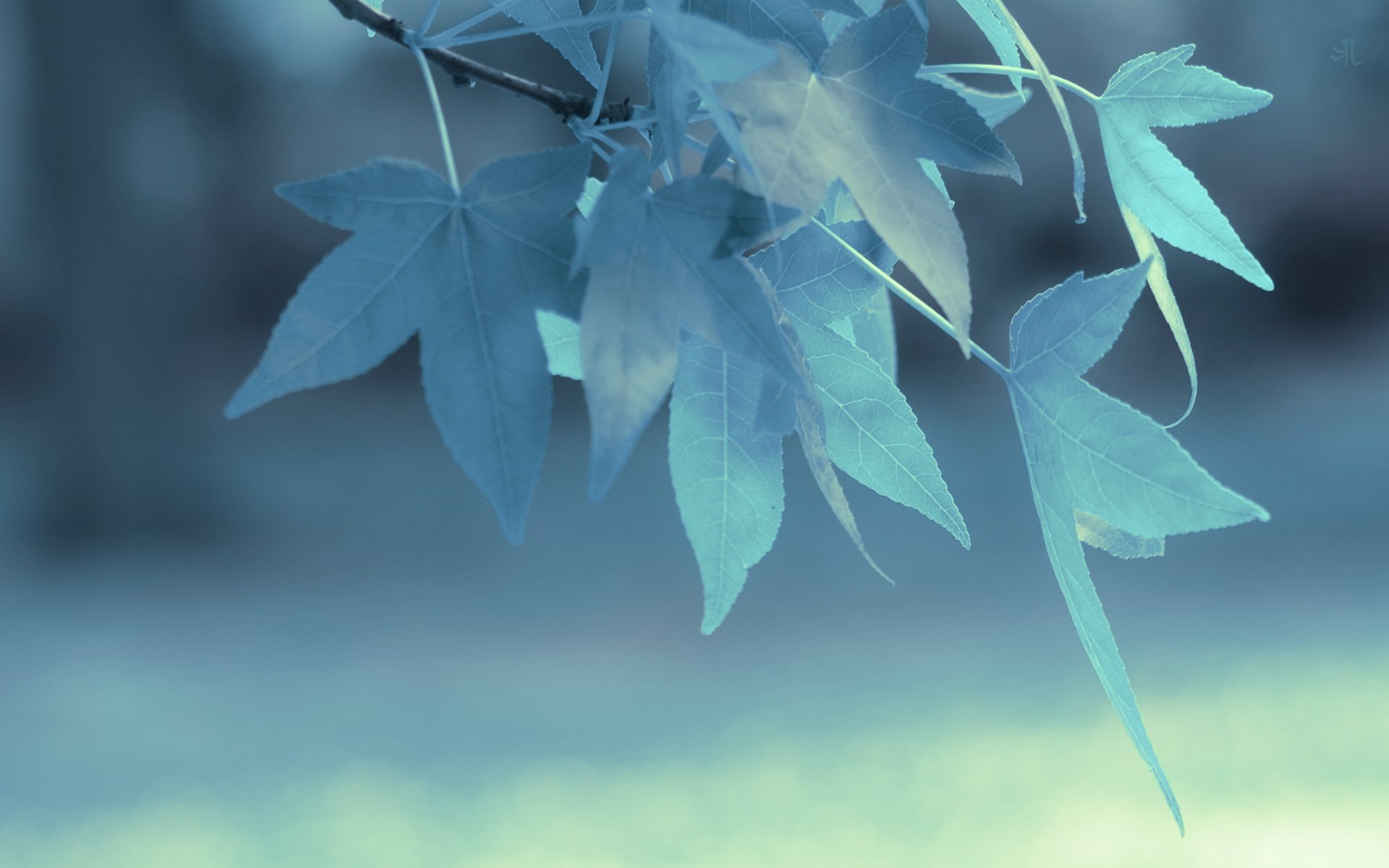 Download Nature Leaf HD Wallpaper | 1920x1200 | Wallpaper Abyss