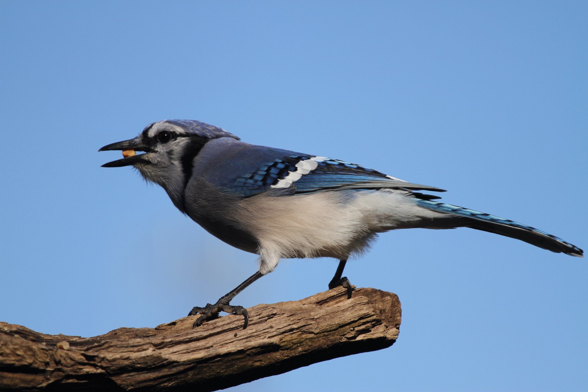 Download Bird Animal Blue Jay HD Wallpaper